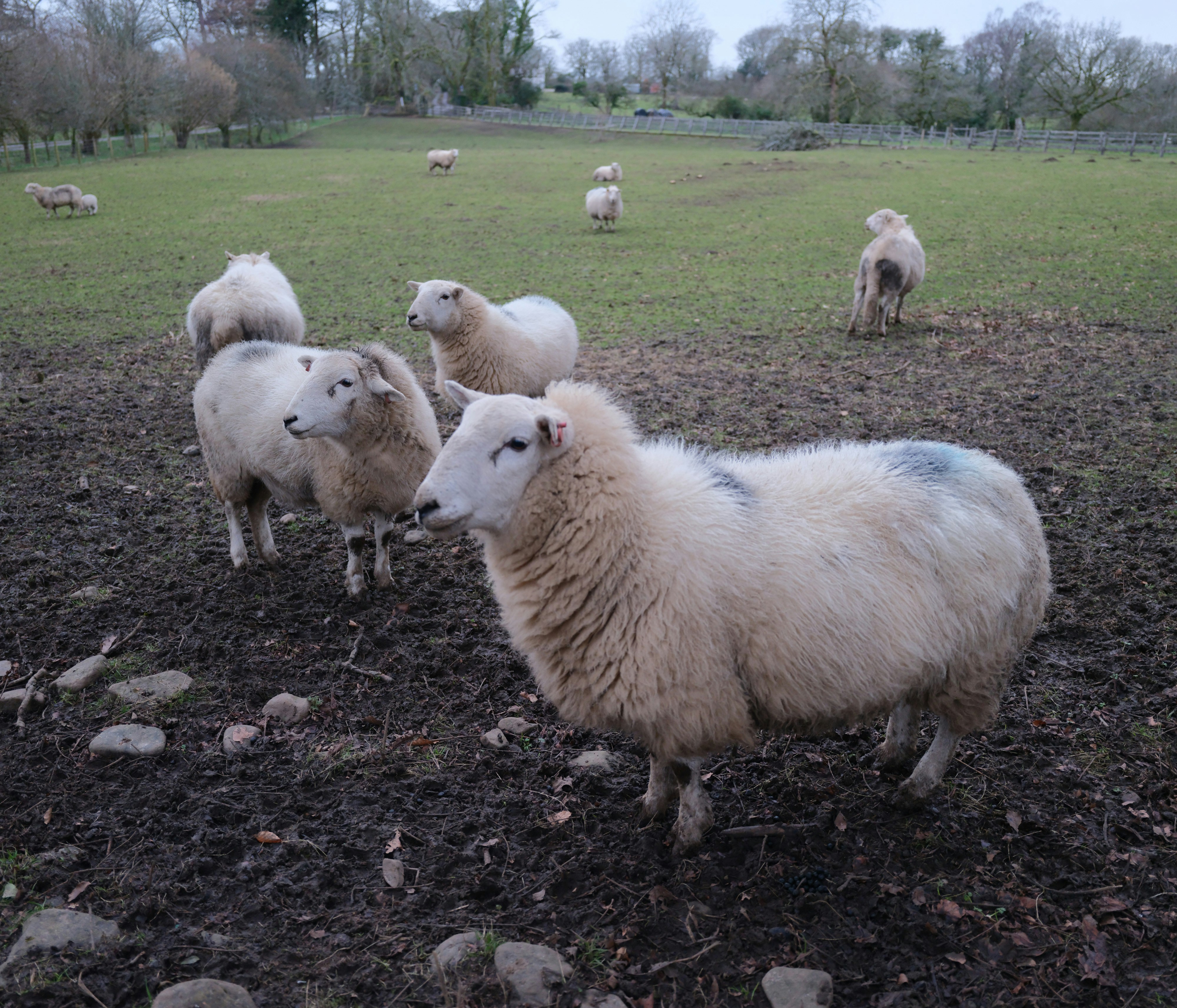 Curious Flock at a Patchwork Farm