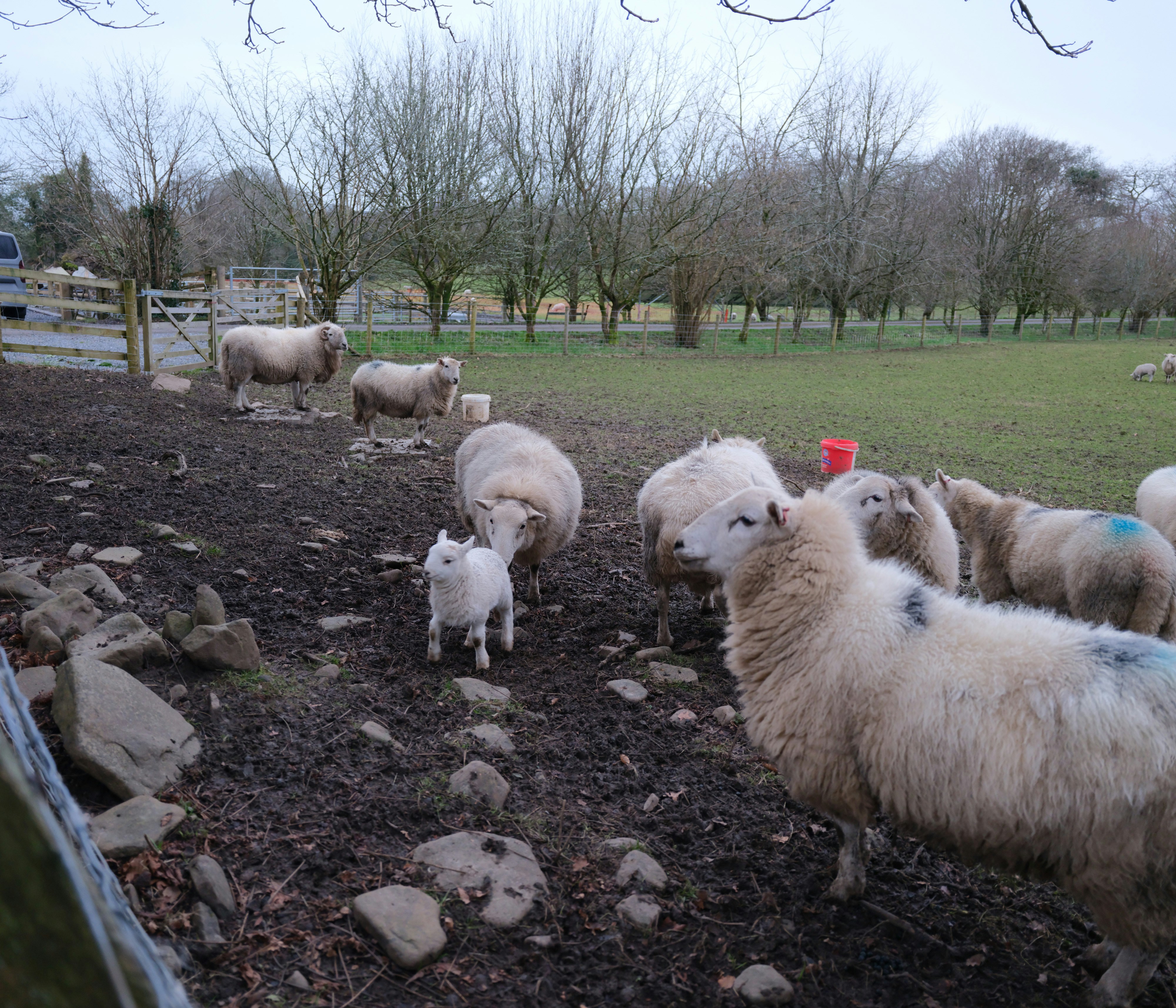 Curious Herd: A Small Lamb Among Generous Flock in Rust-Colored Pasture