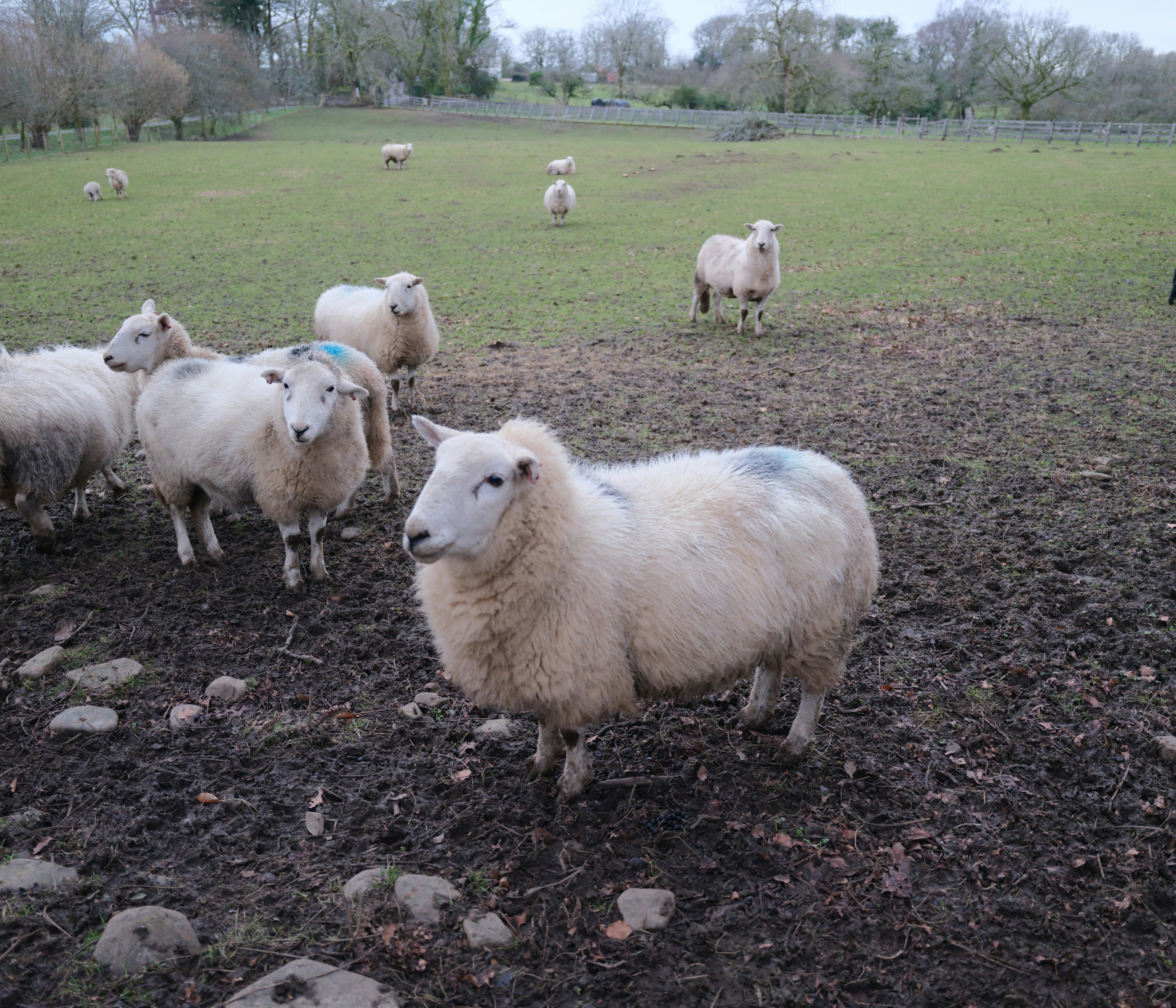 A Woolly Herd Gathers at the Fence-Line Field