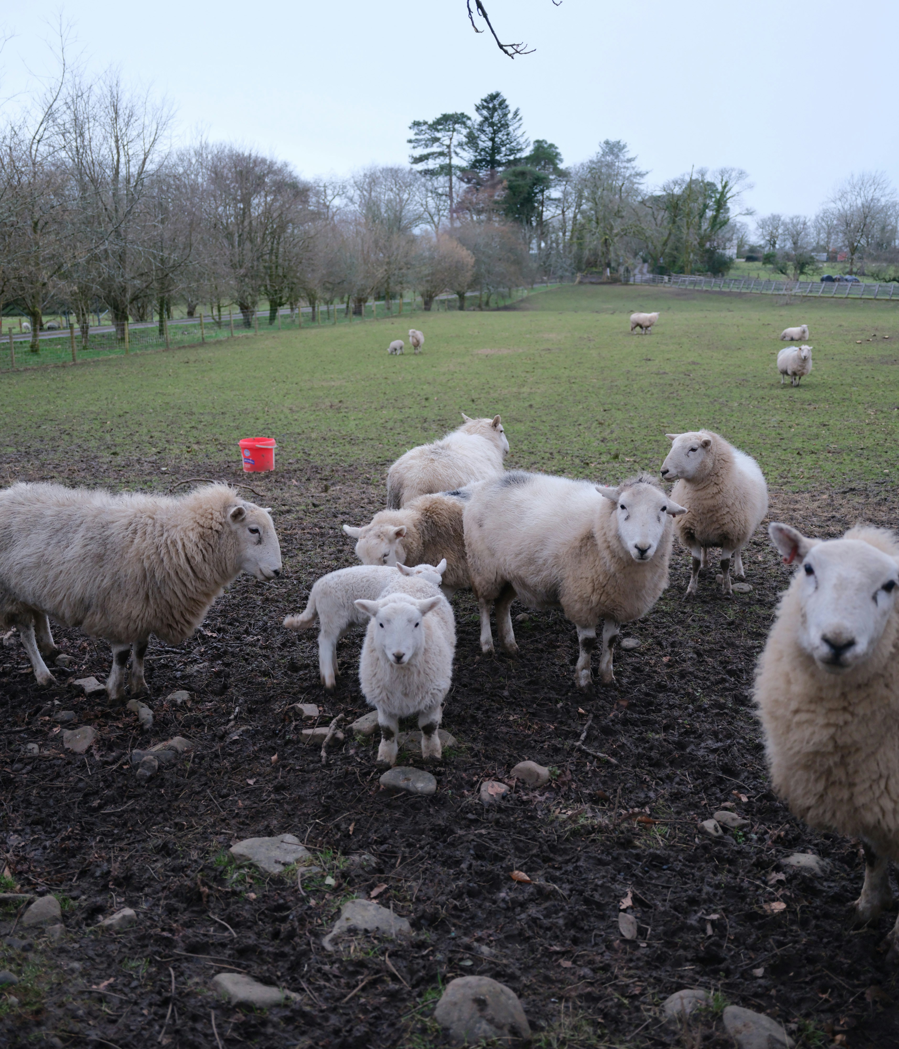 Curious Flock at the Farm Gate