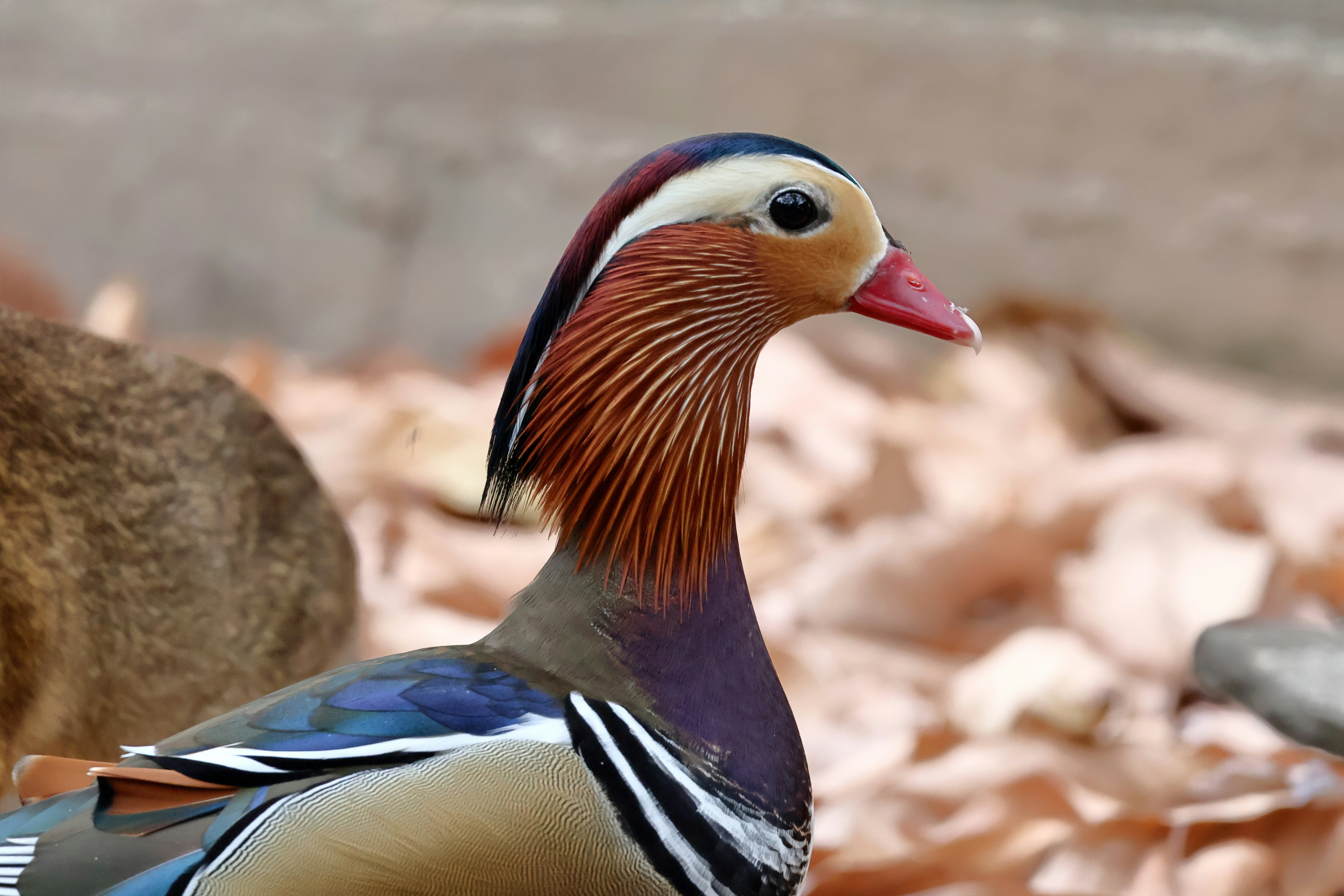 Colorful Mandarin Drakes: Portrait of a Striking Balancing Act