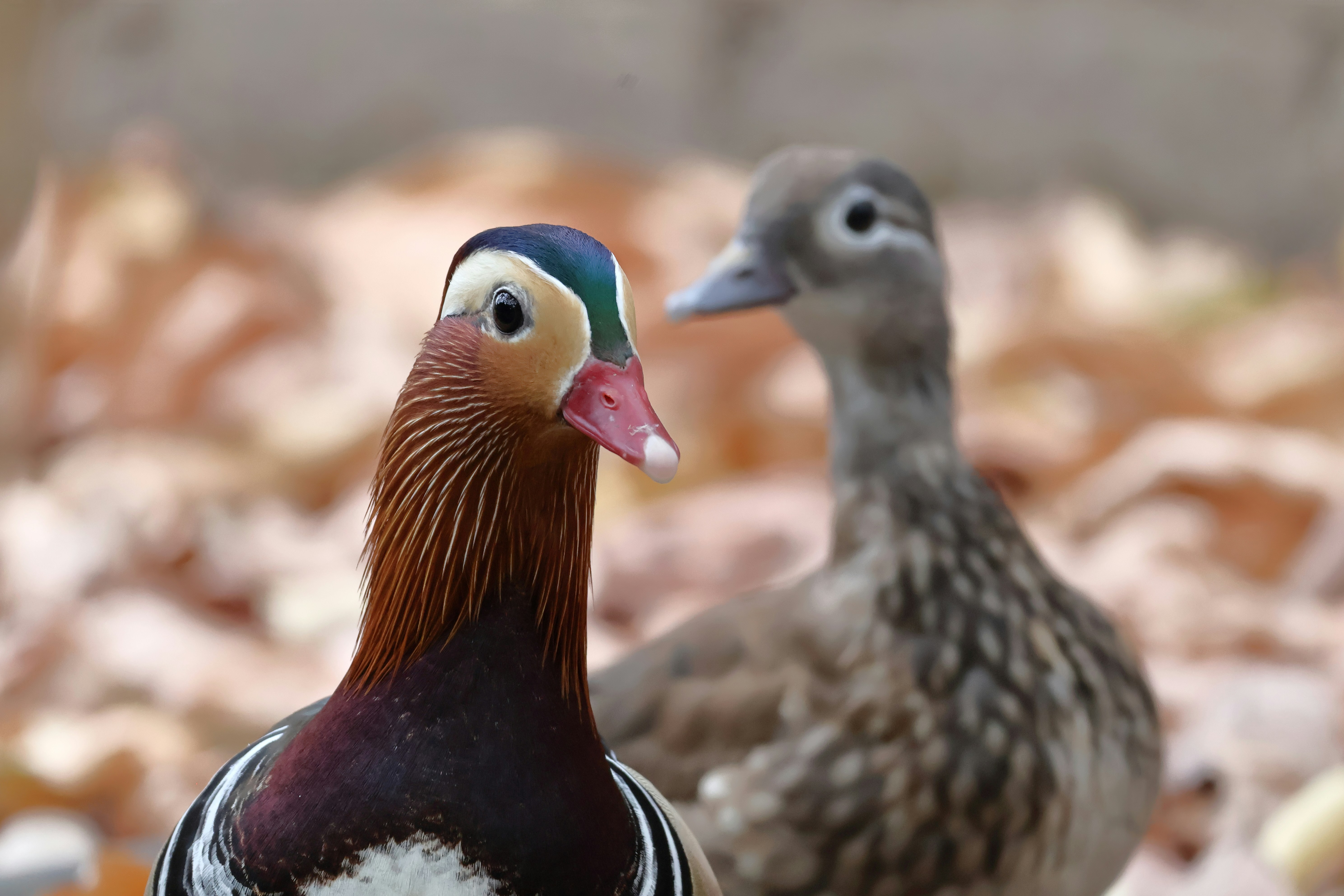 Close Encounter: A Pair of Ducks Captured in Poppy Background