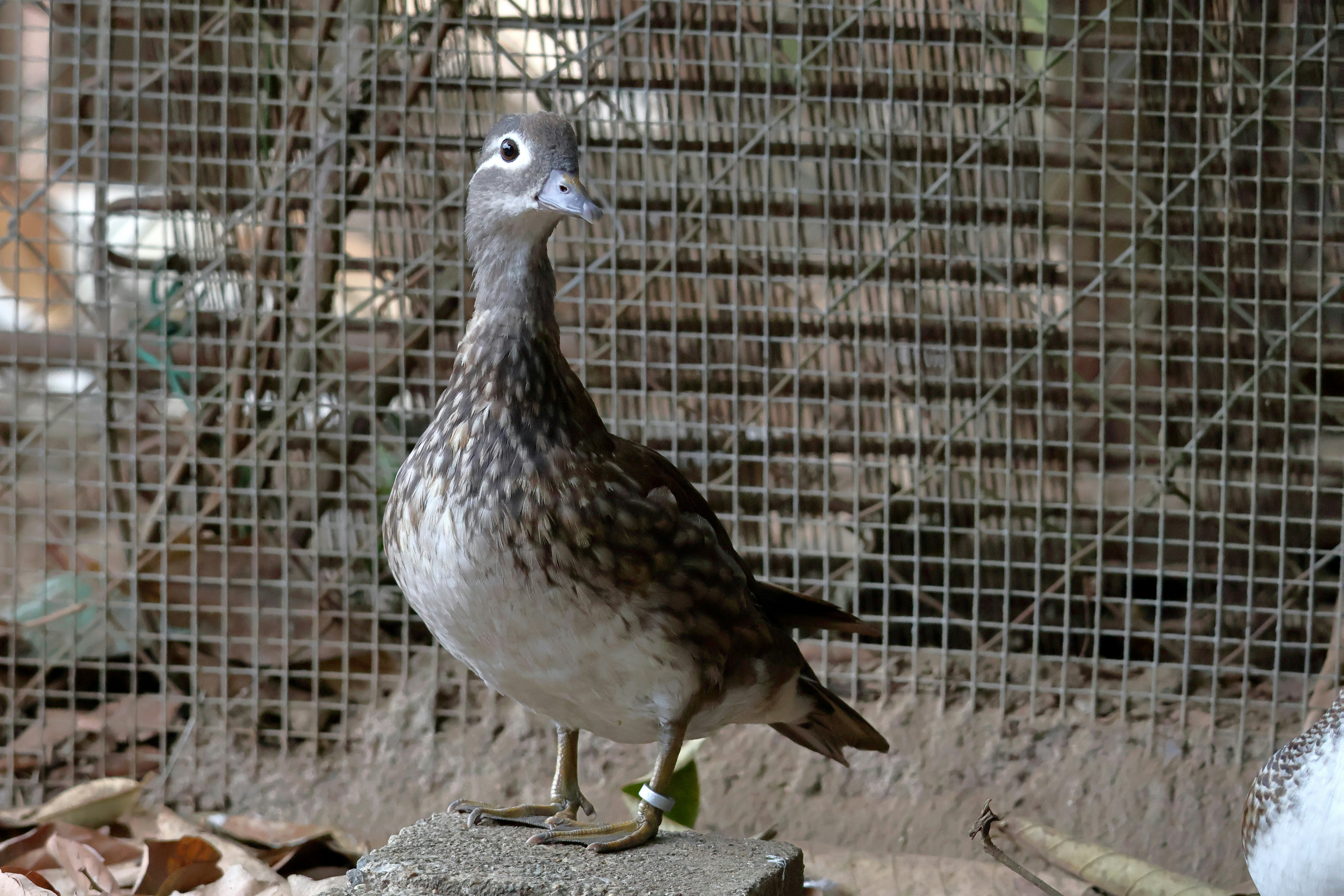 Grounded in Focus: A Pigeon by the Wire Mesh