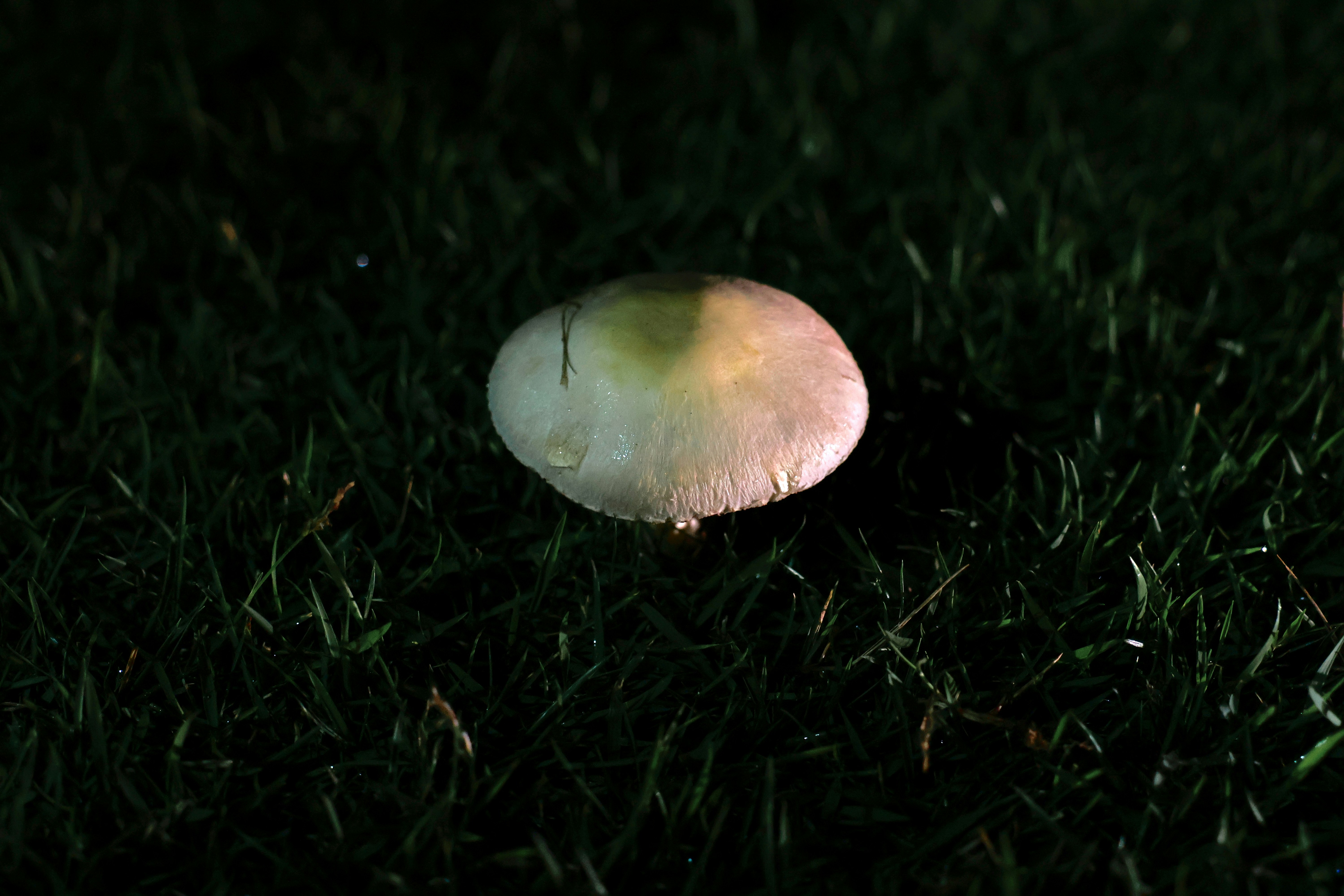 Lone mushroom on damp grass under subtle glow