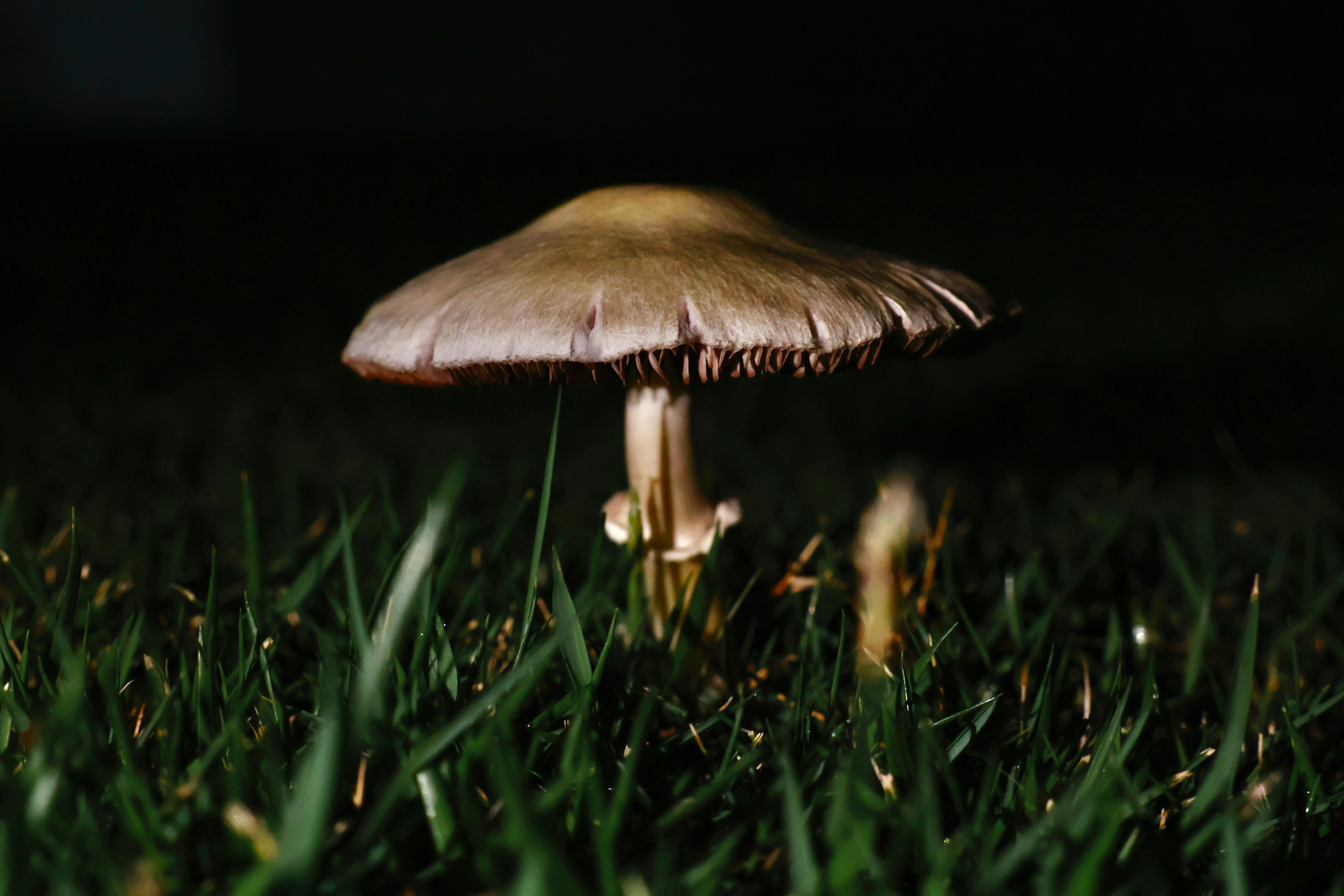 Lone Mushroon Lantern in Night Lawn