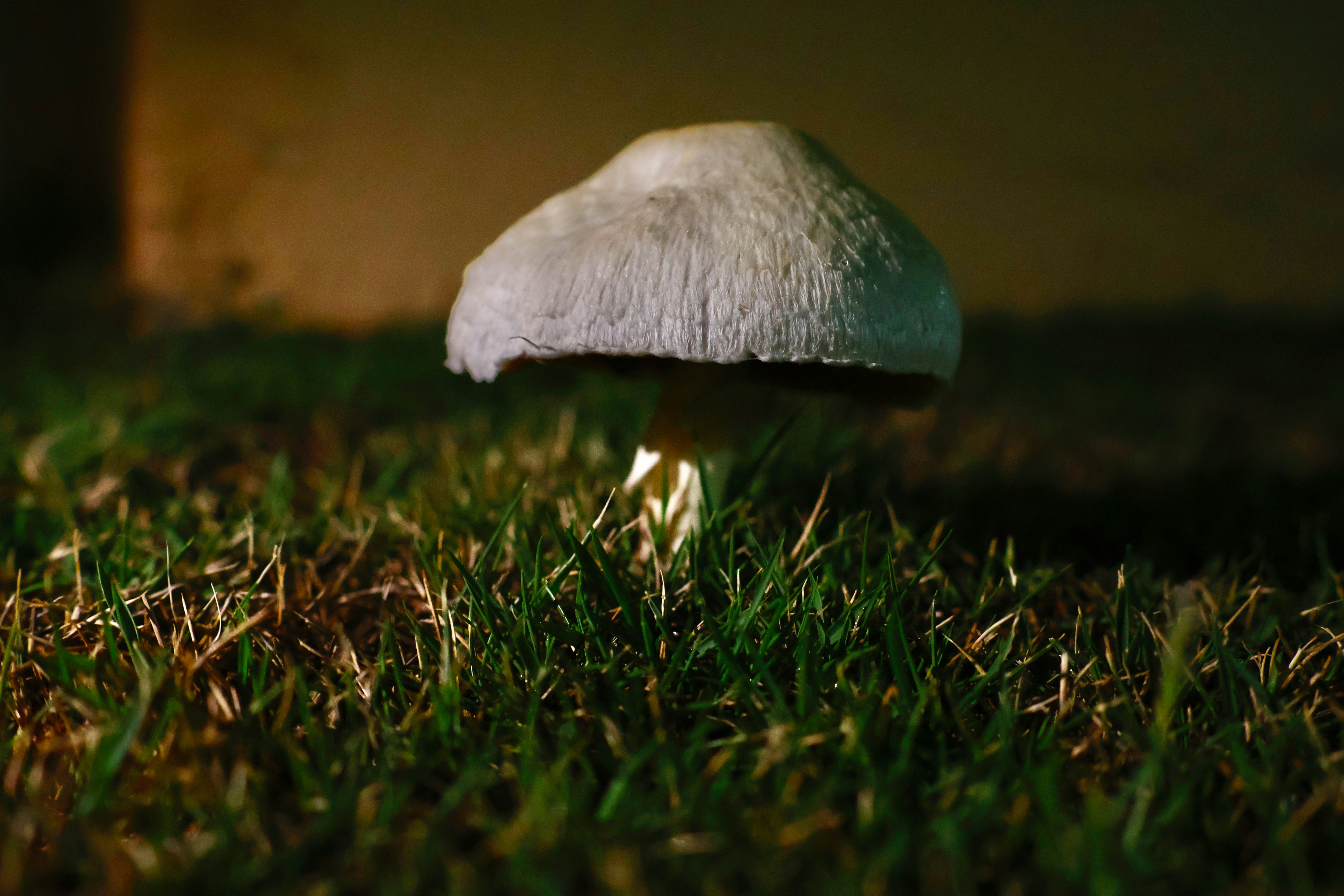 Moonlit Lawn Mushroom drama