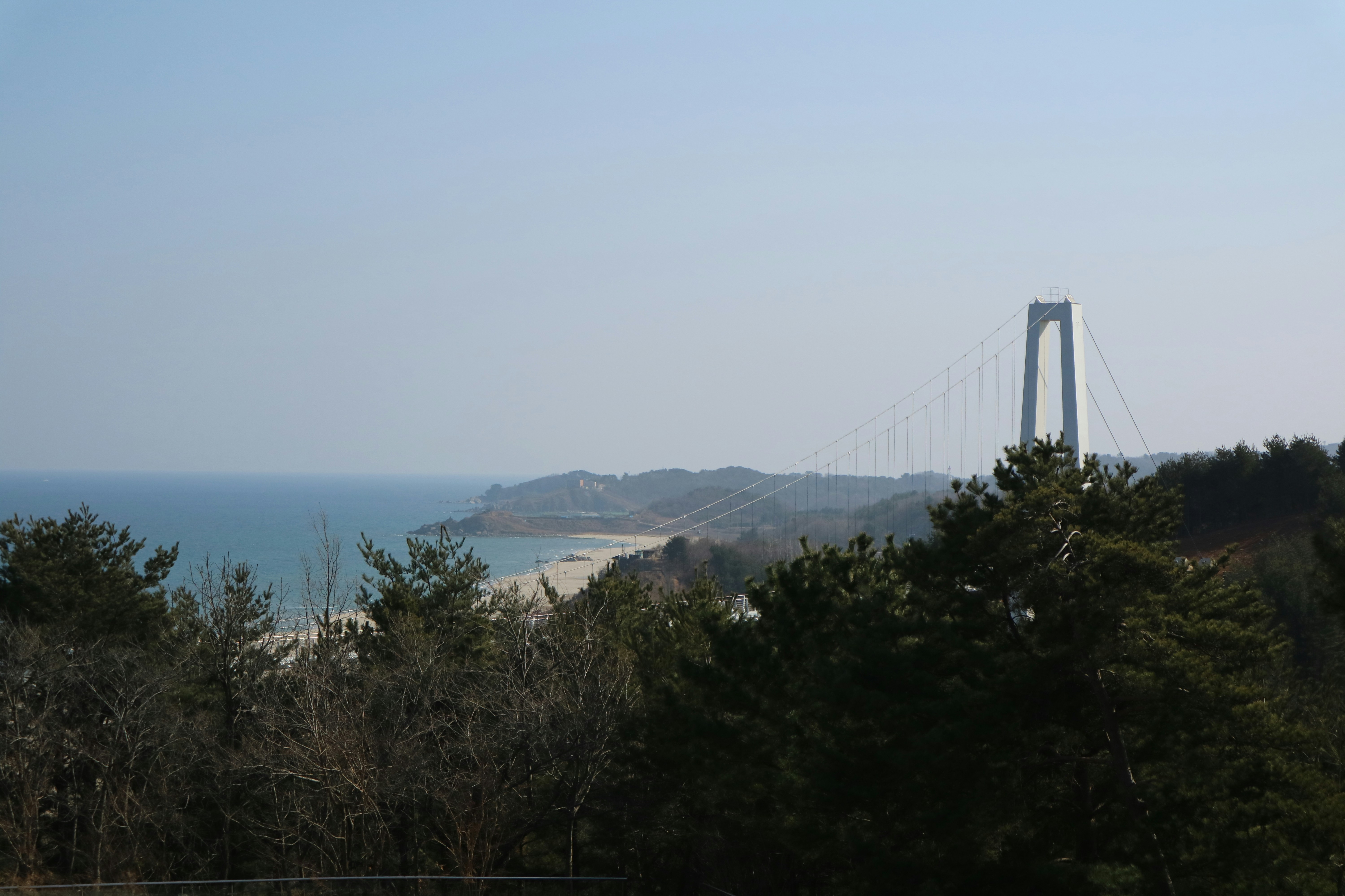 Bridge over Coastal Canopy