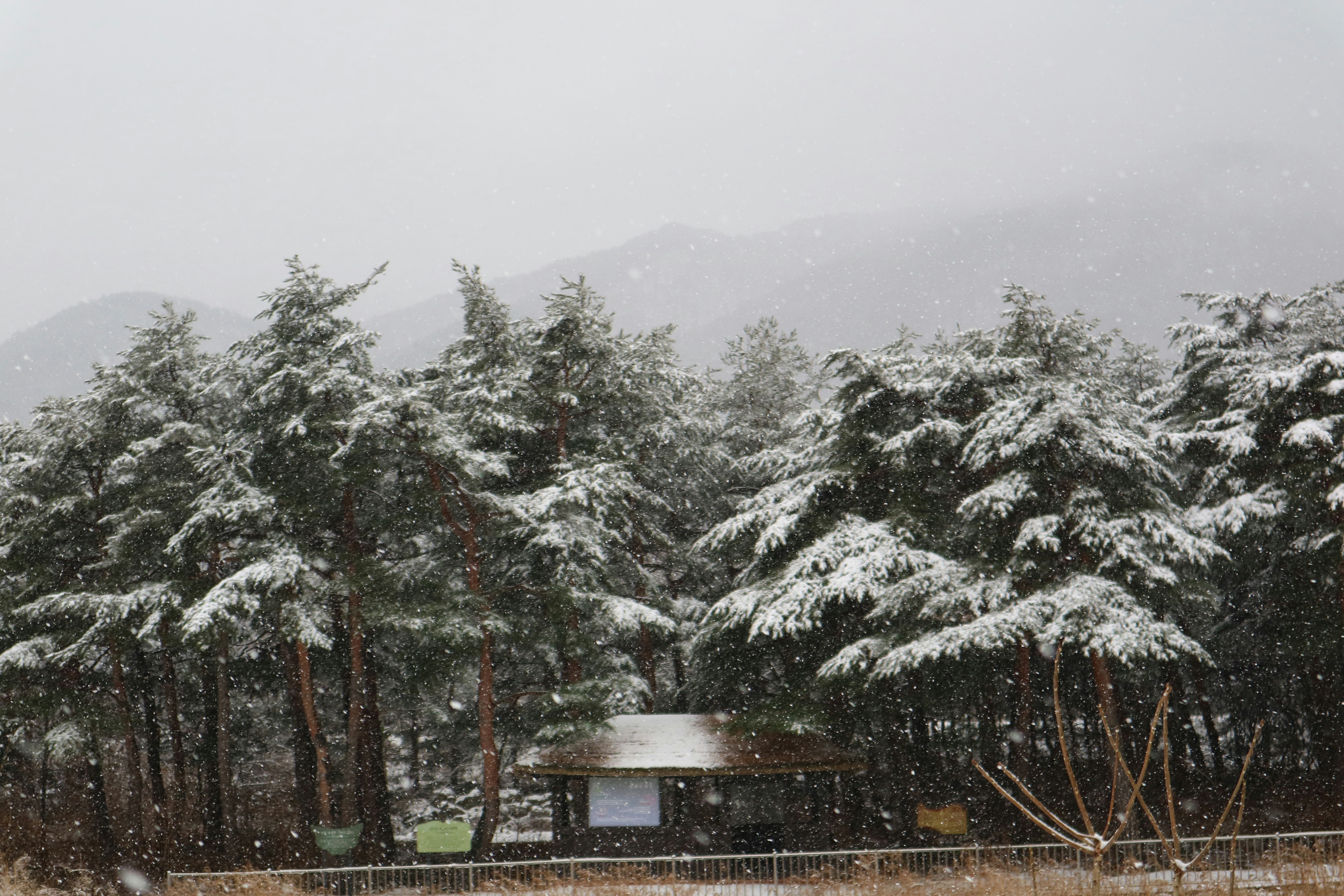 Snow-kissed Pines and Distant Ridge