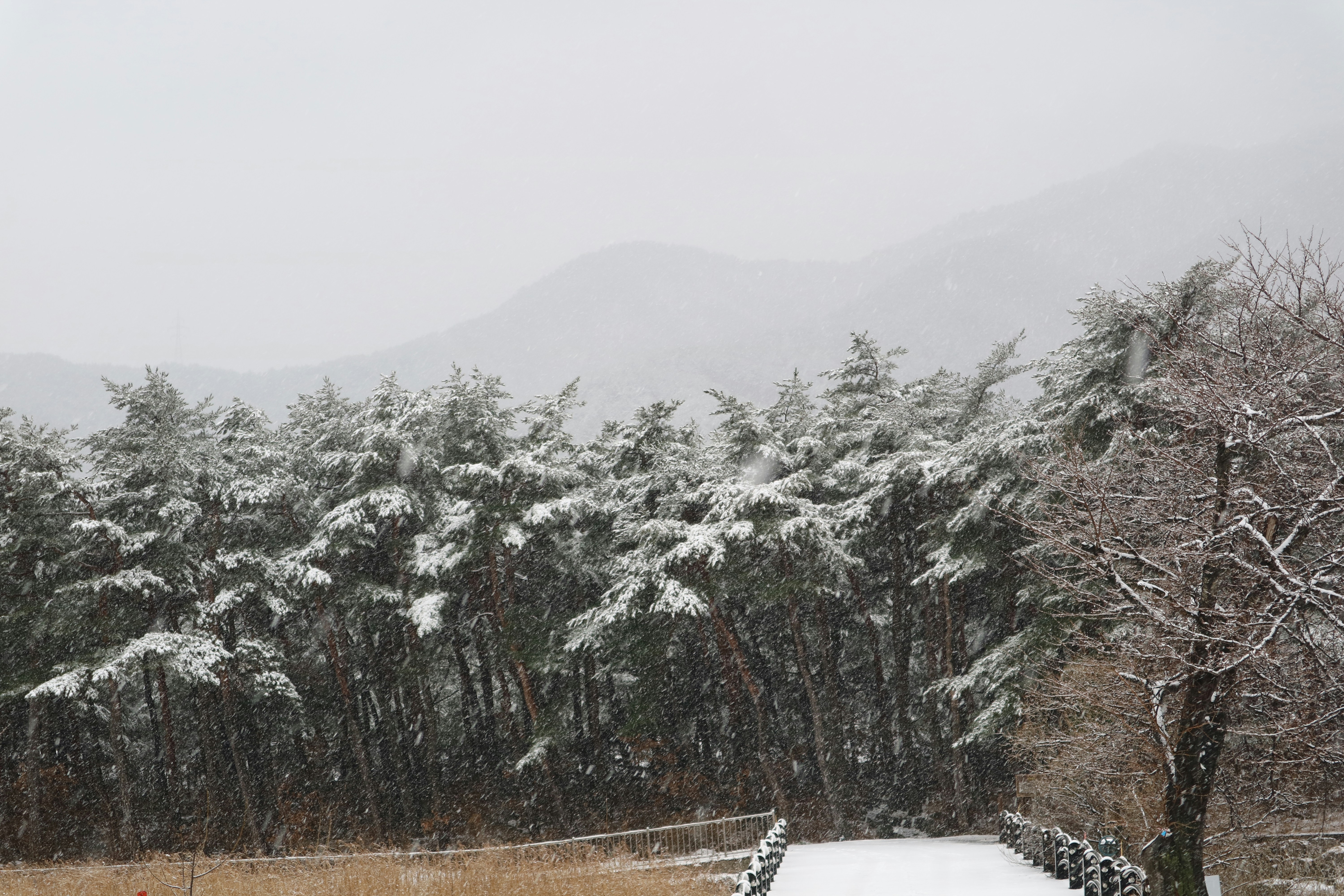 Snowbound Ridge: Pine Forest in Quiet Snowfall