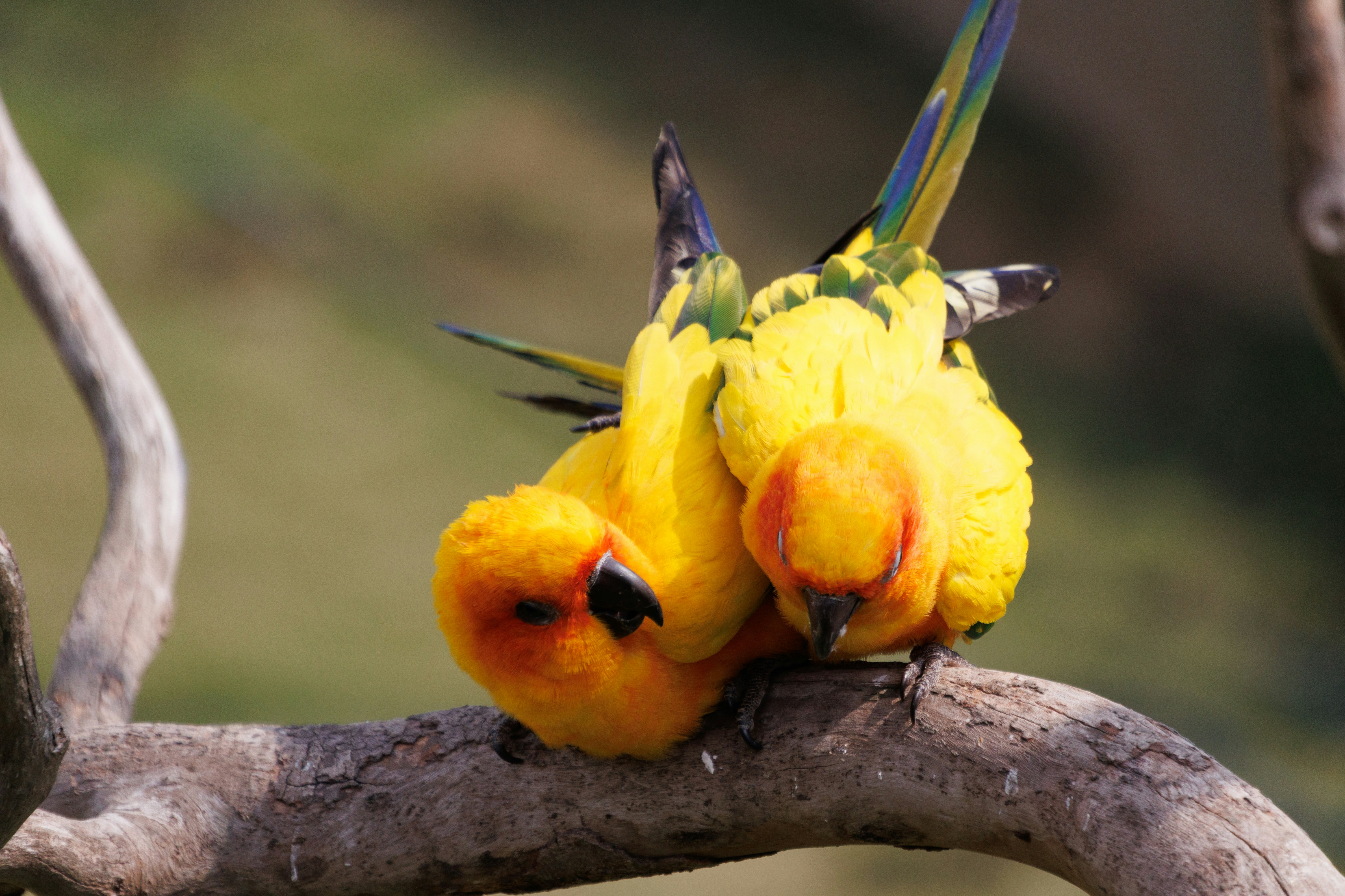 Two Yellow Lorikeets Share a Sunset Perch