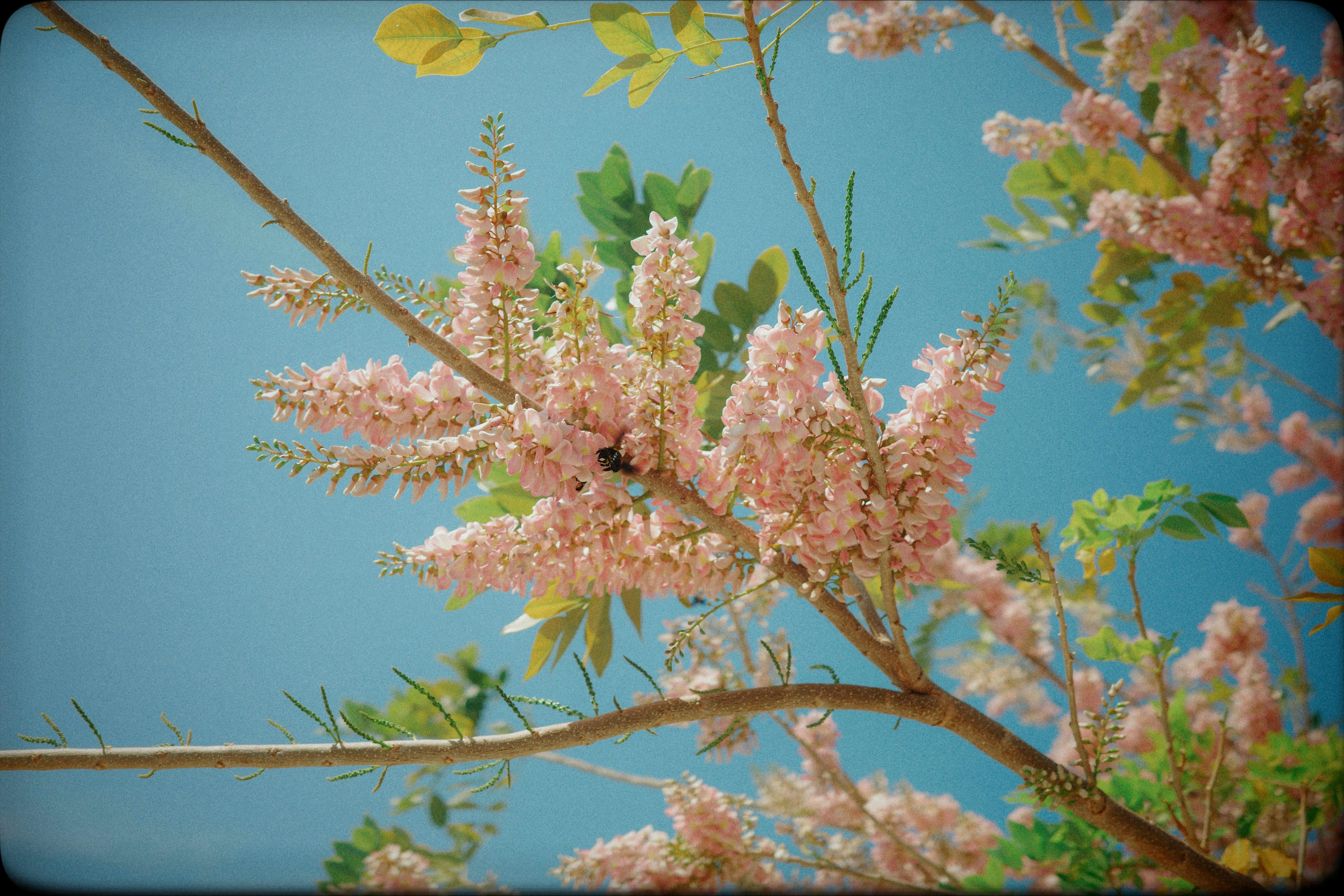 Blossoms Arcing Toward a Sunlit Blue