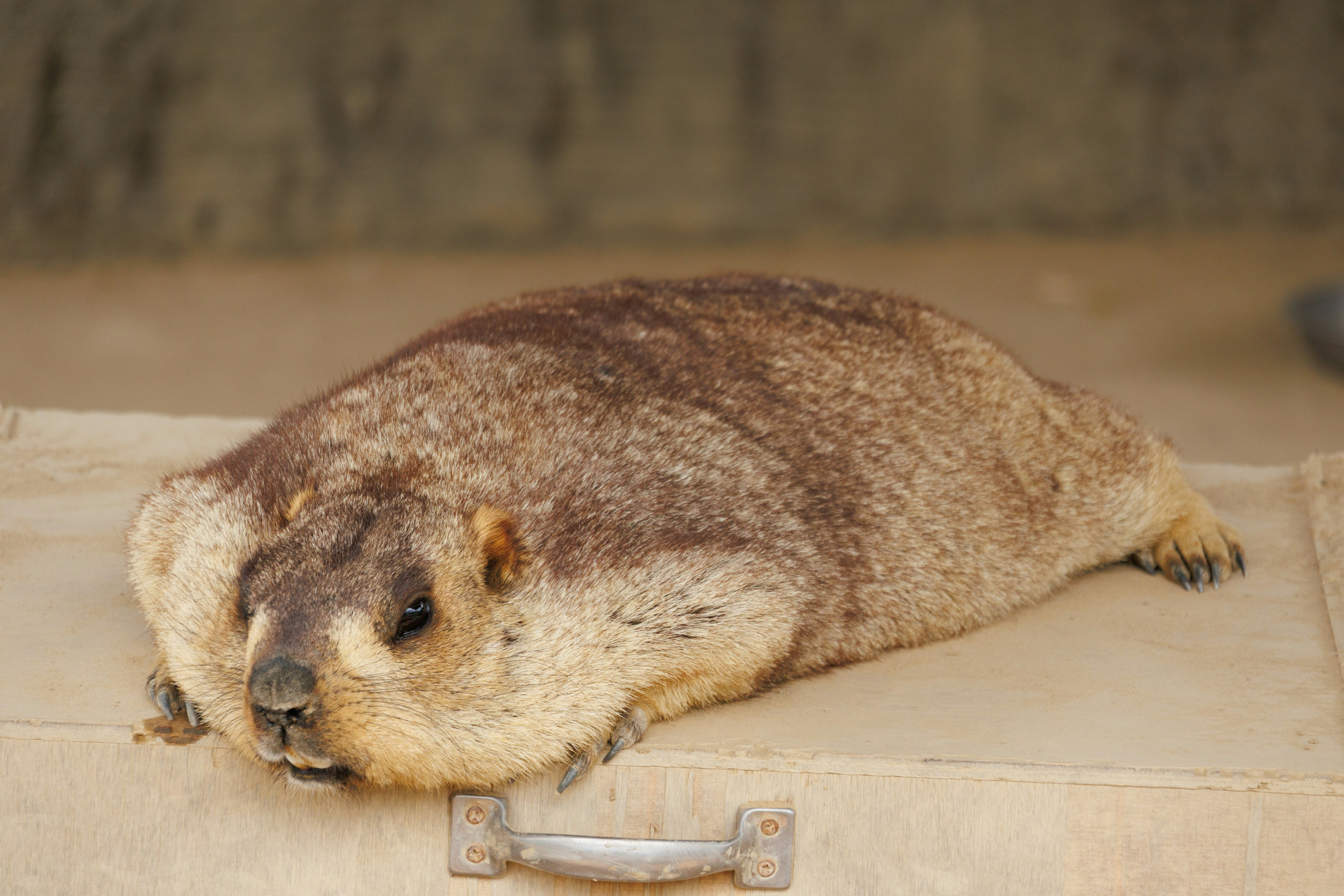 A resting capybara on a wooden surface