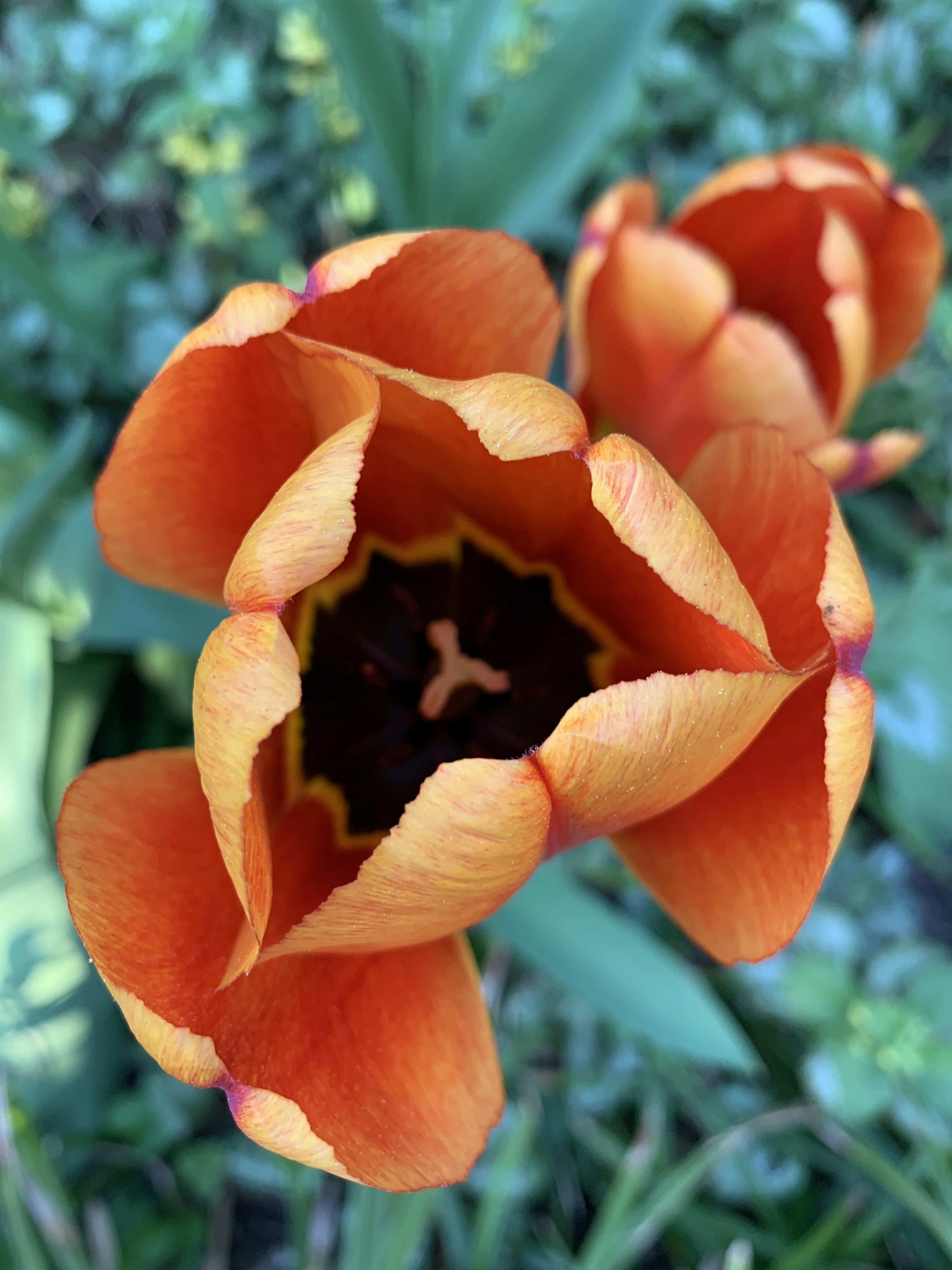 Orange Tulip Crown: A Close-Up of Petals Reaching Toward the Sun