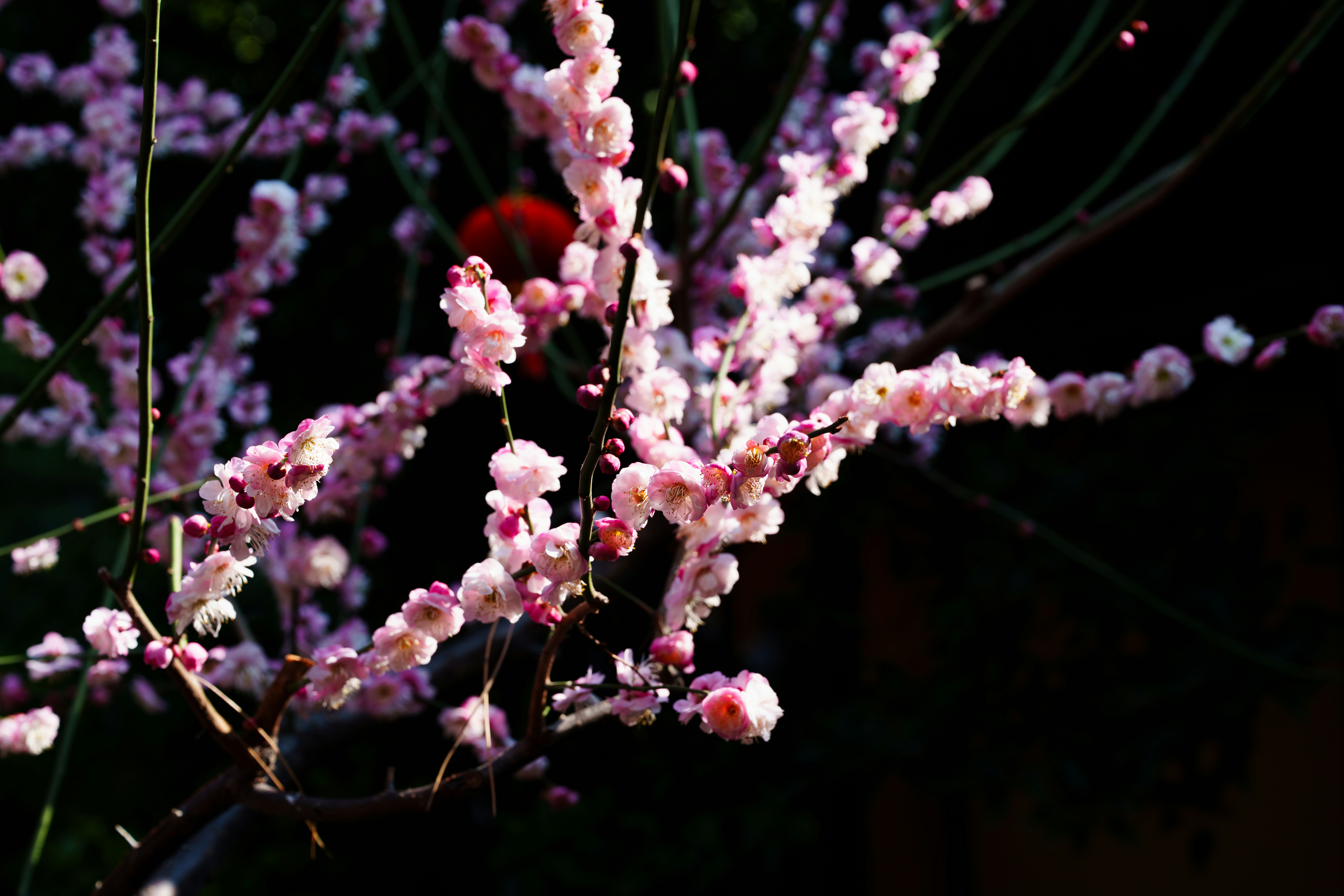 Blossoms in Quiet Evening Light