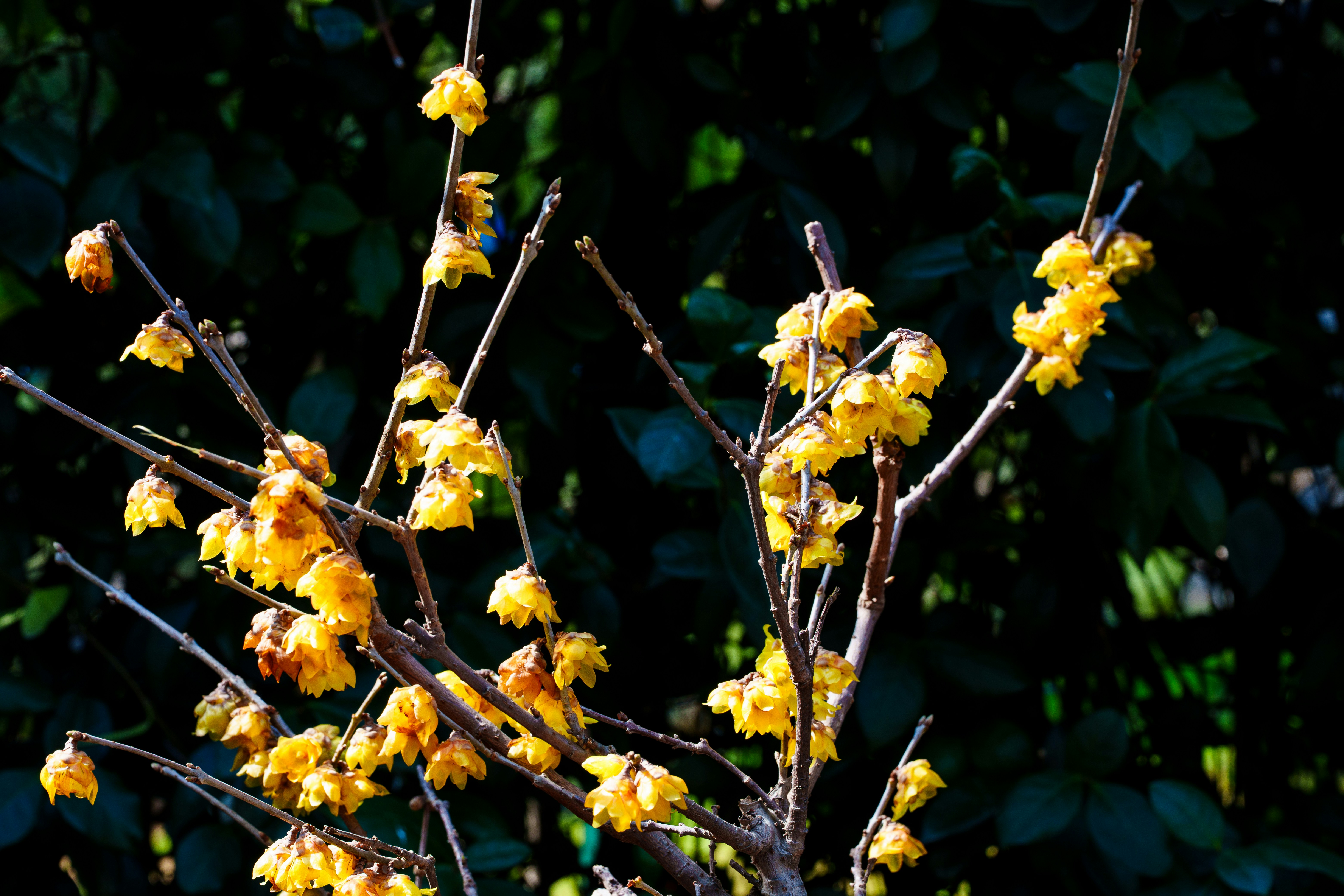 Yellow blossoms on stark branches reach toward the sunlit gaps