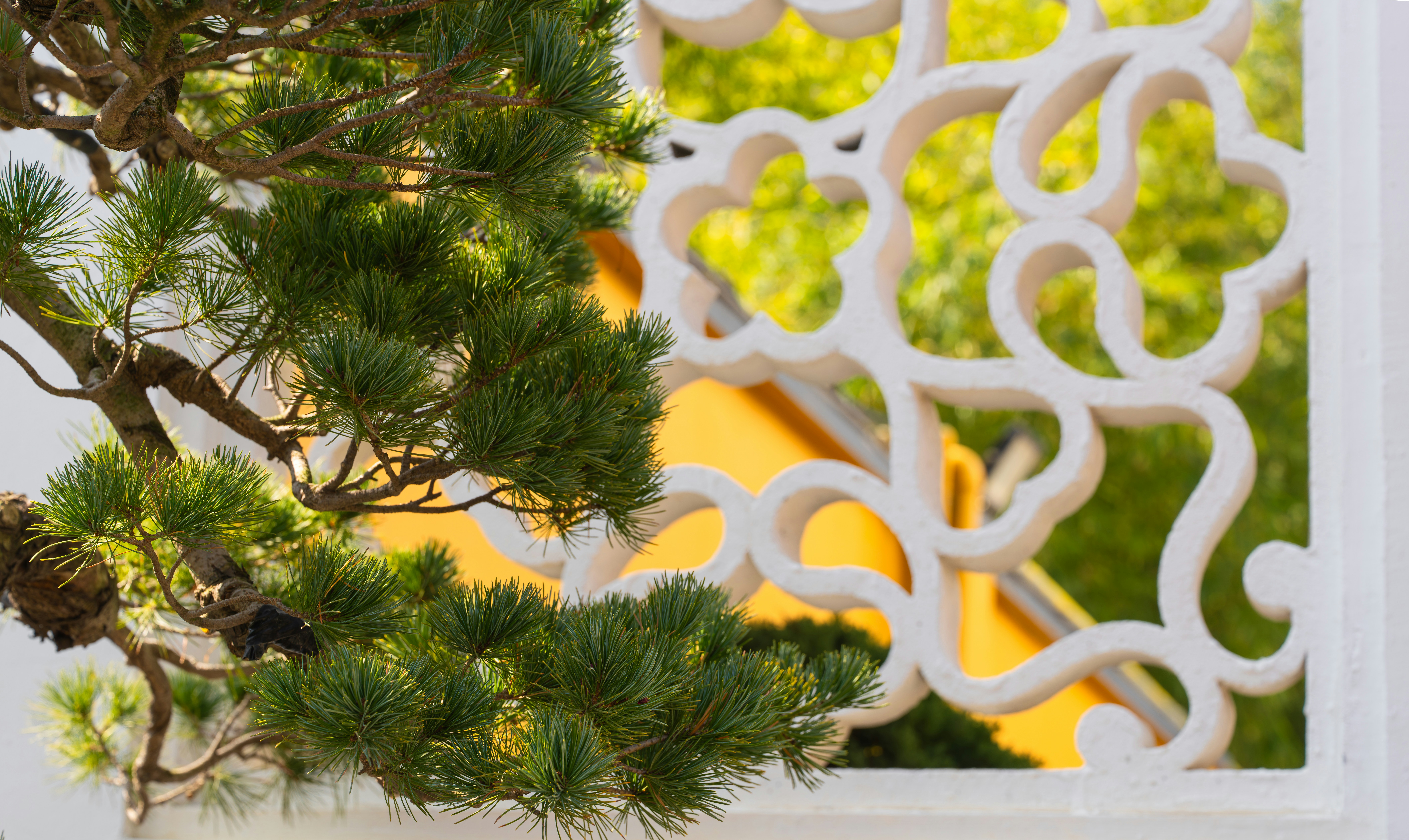Between Branches and Pattern: A Quiet Framed Moment