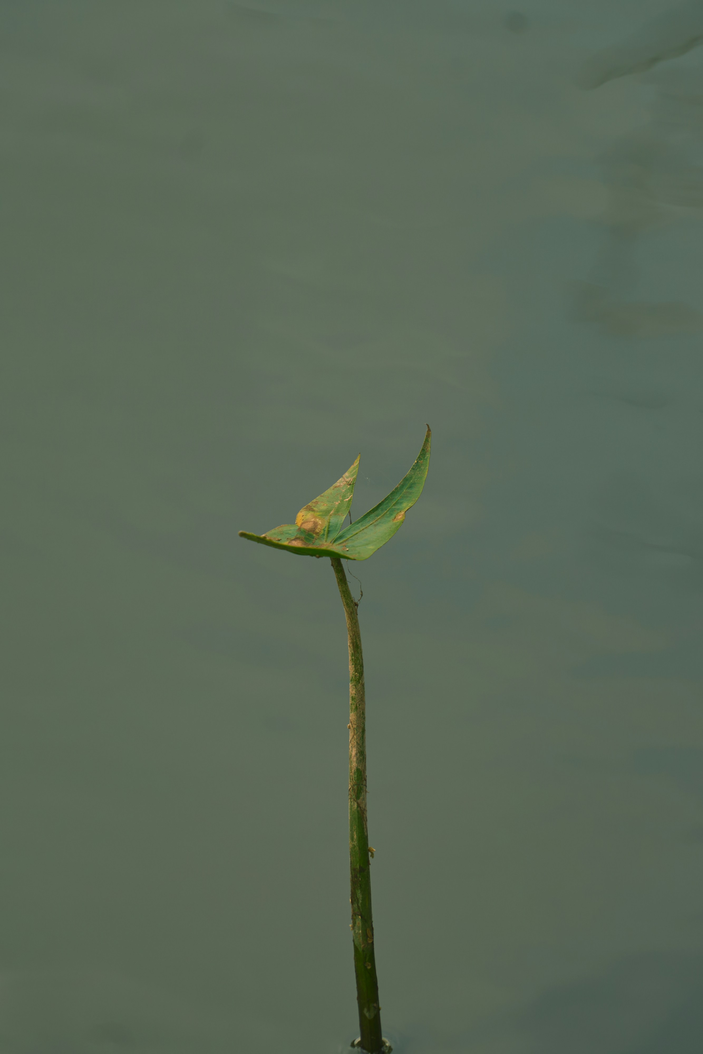 Single Lily Pad Stem Reaches Toward Quiet Waters