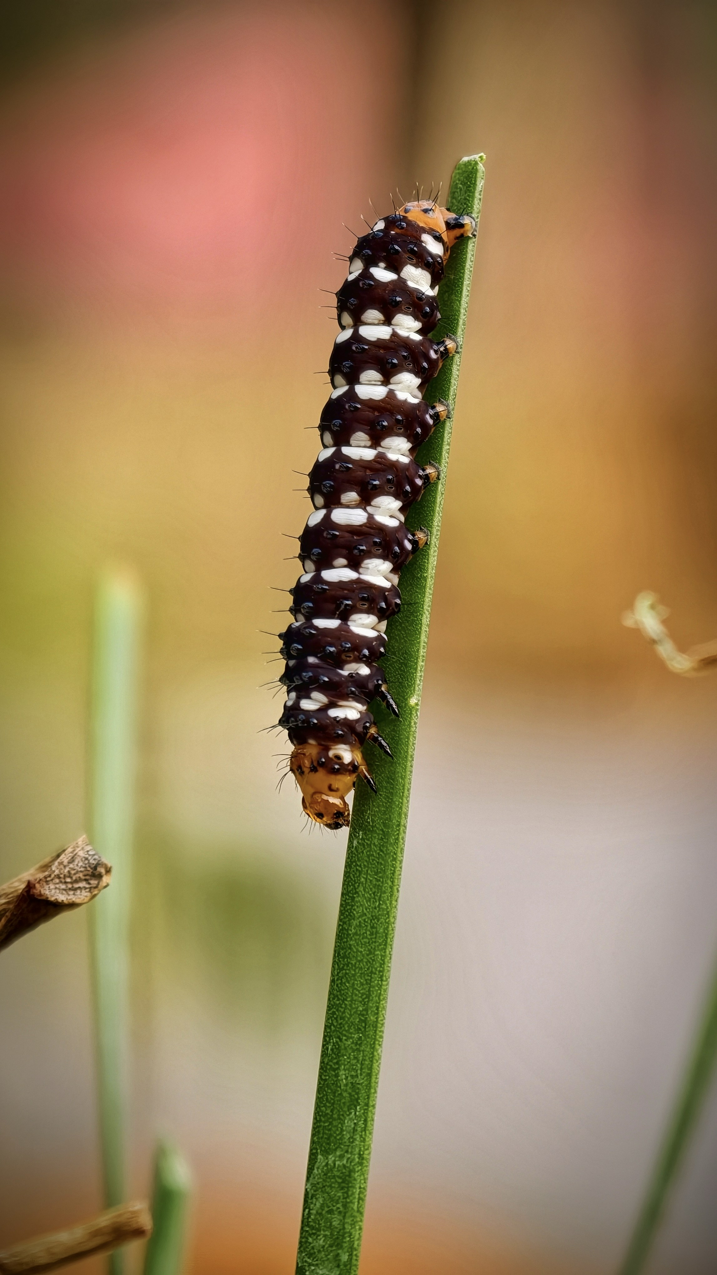 A dark caterpillar with white spots climbs a green stem.