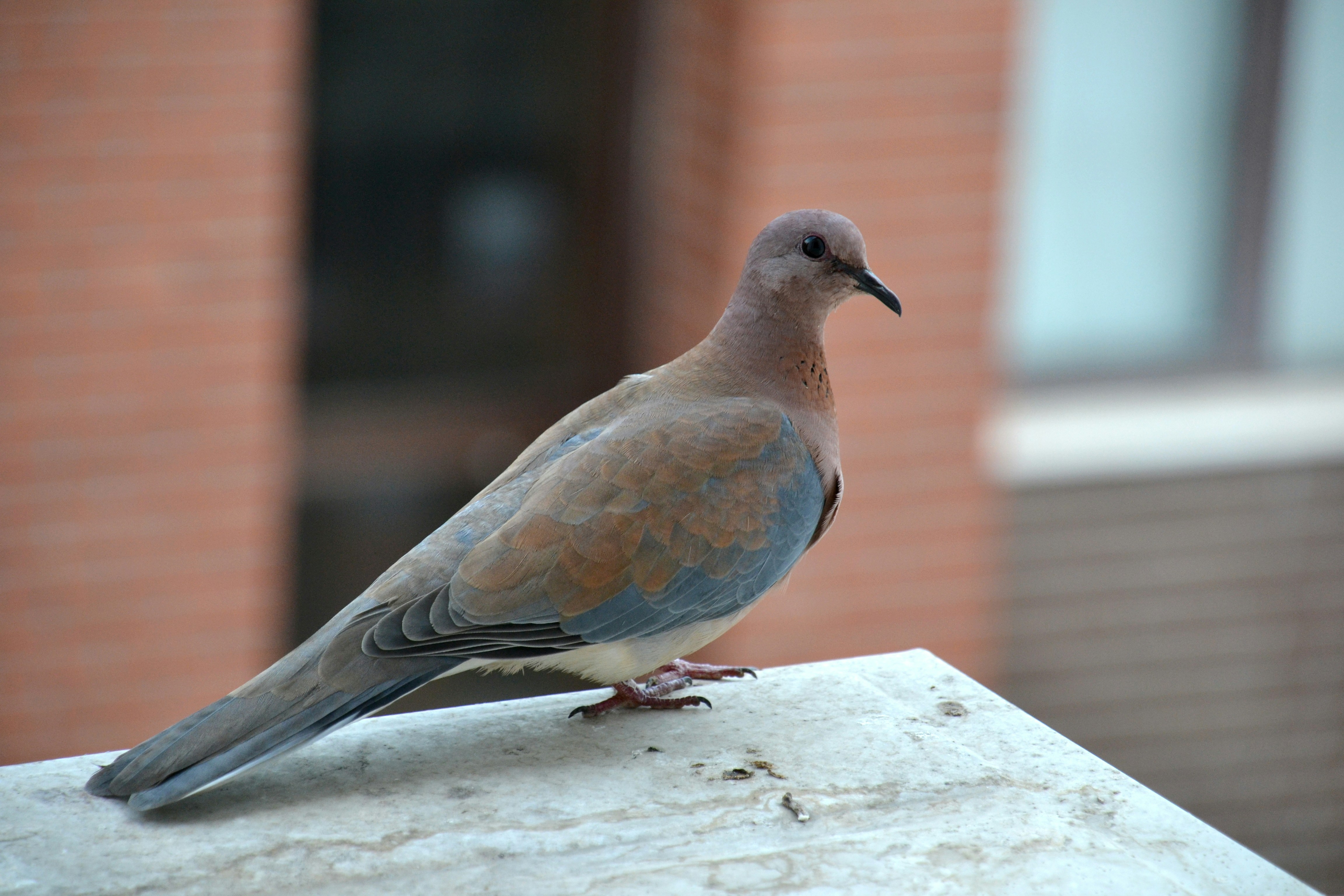 Pigeon on a Weathered Pedestal Underurban Light