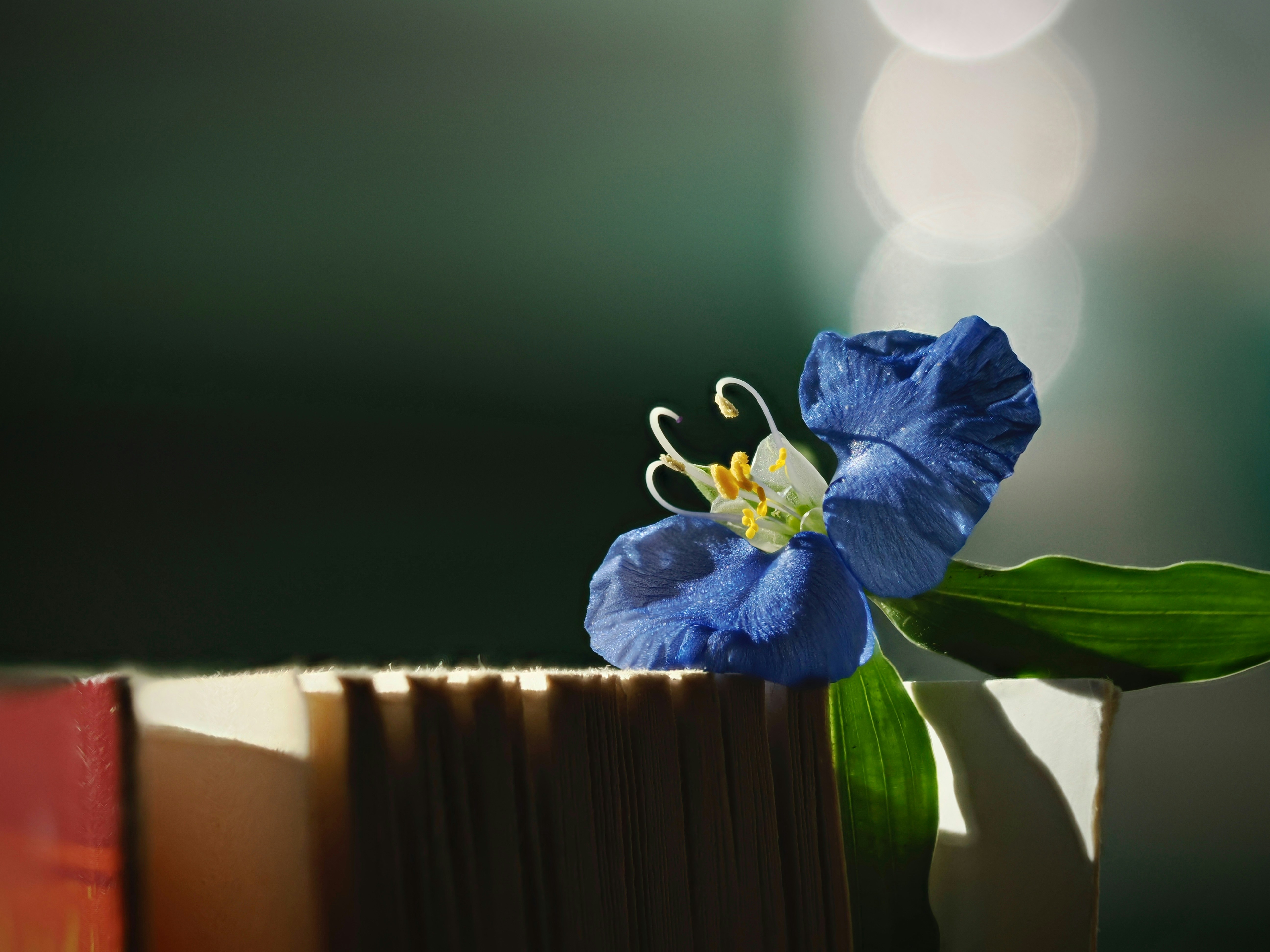 Blue blossom perched on a wooden edge with soft bokeh glow