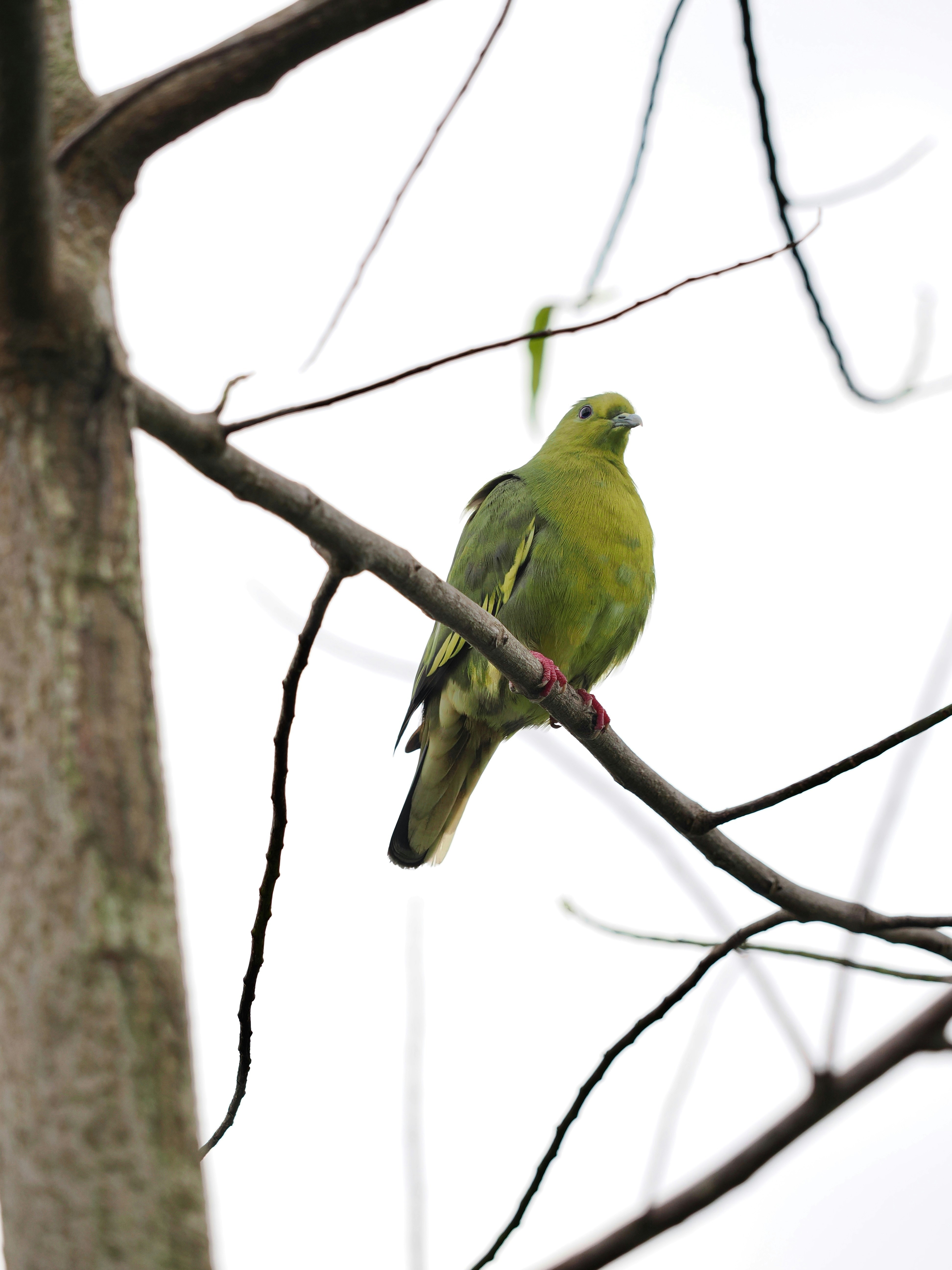Green Veil: A Finch Perched On a Bare Limb
