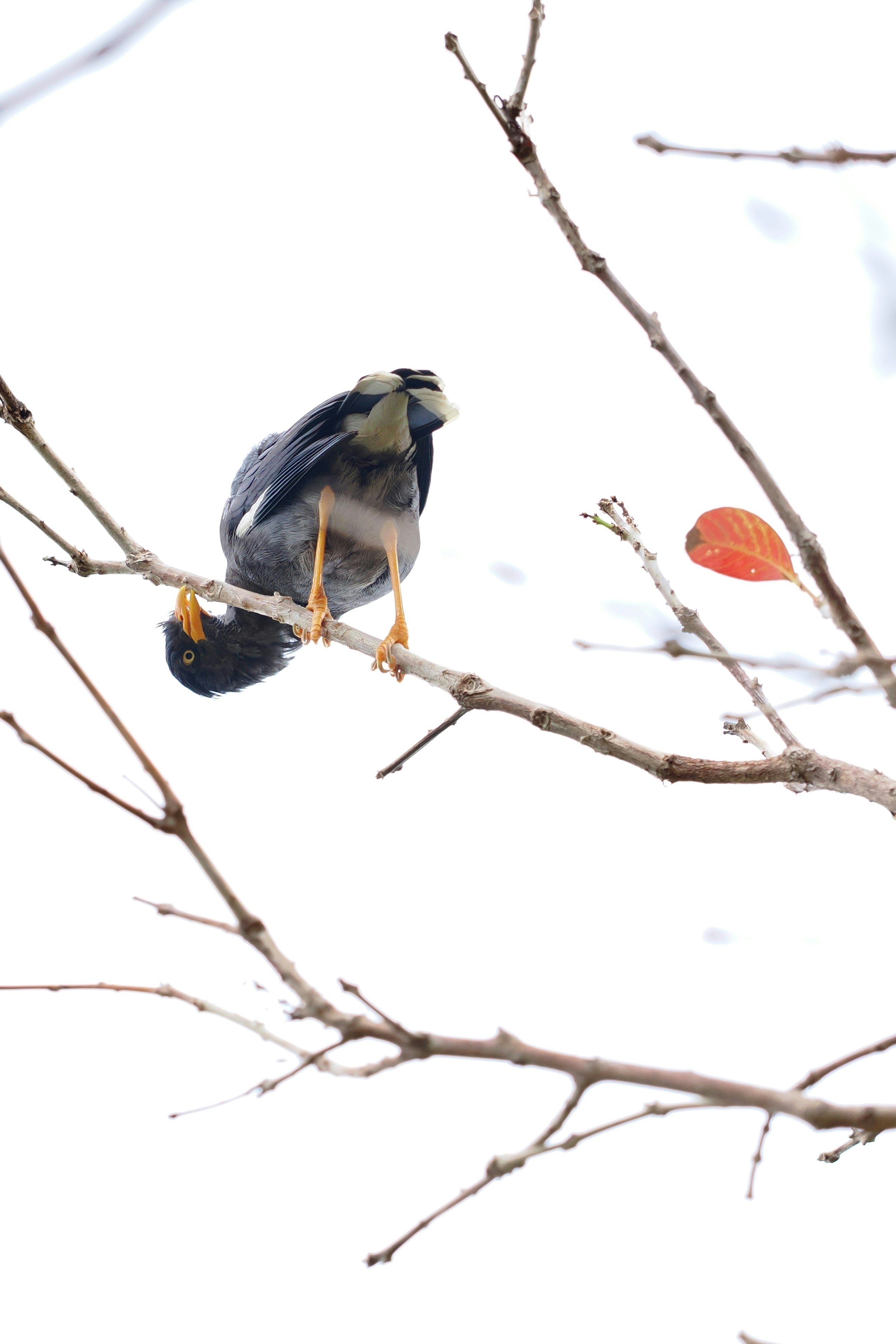 Upside-Down Cardinal: A Perched Bird Braces on Winter Branches