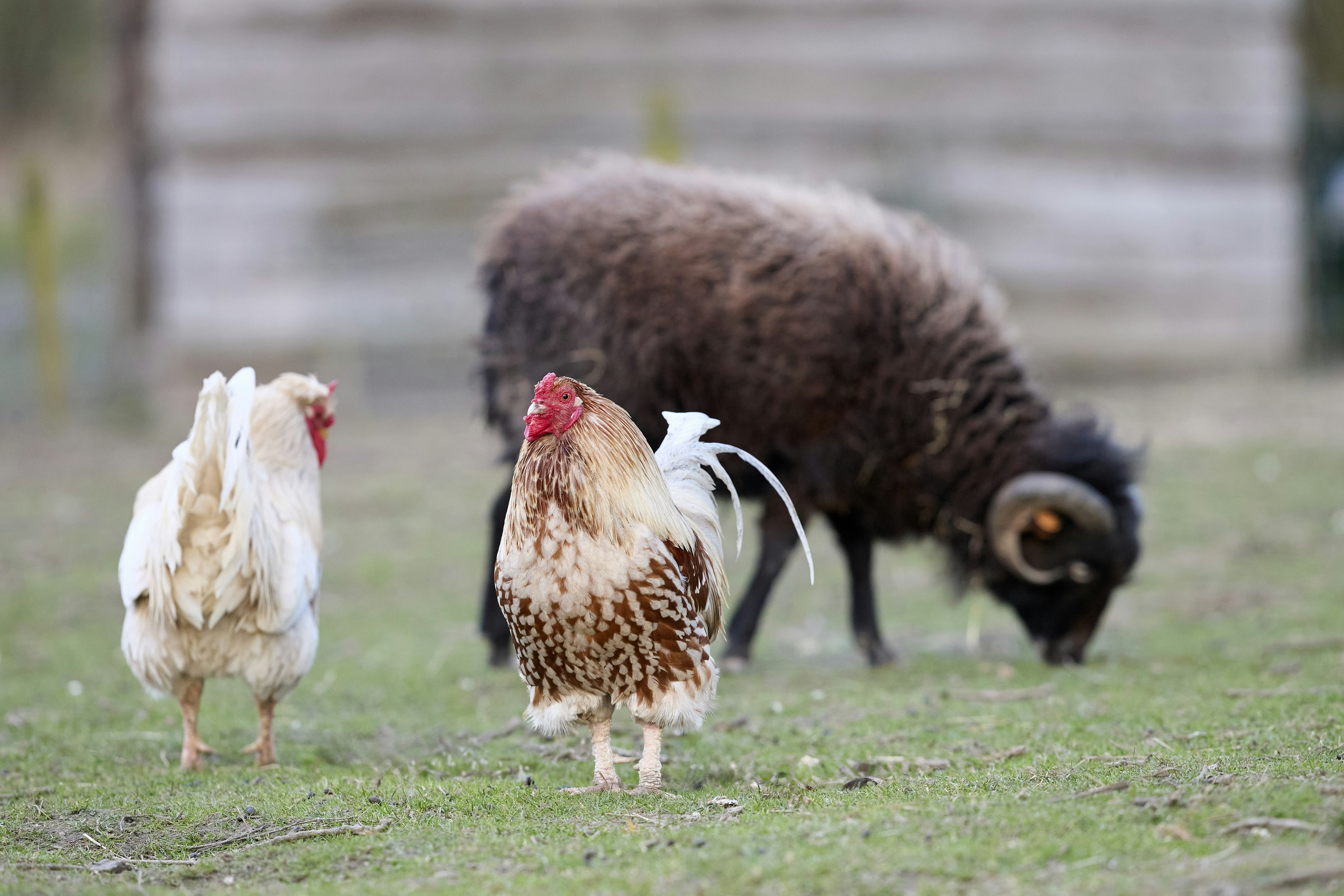 Roosters and a Dark Hen in a Gentle Farmyard Stare