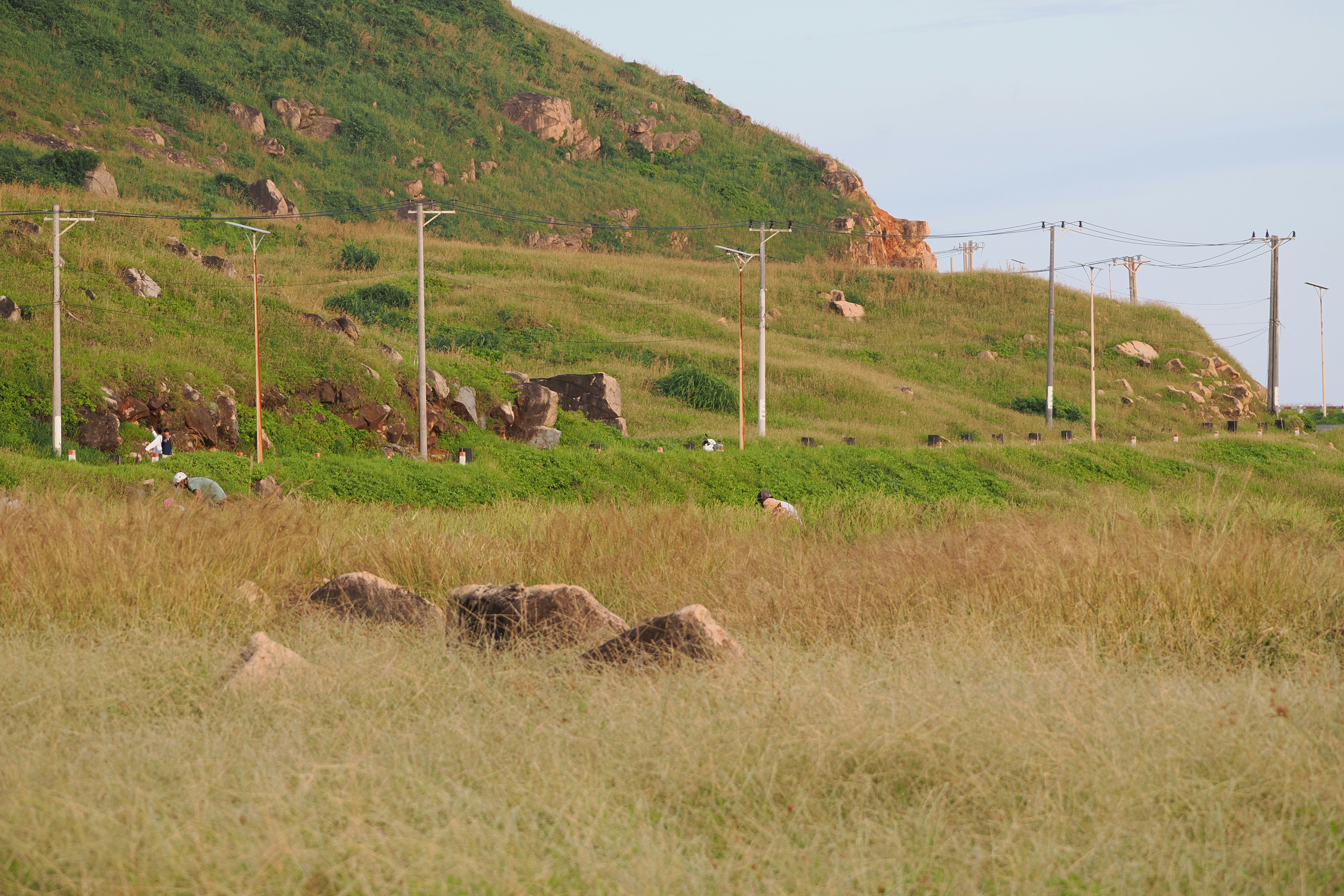 Hilltop Gridlines: Power Poles Across Grassland Vista