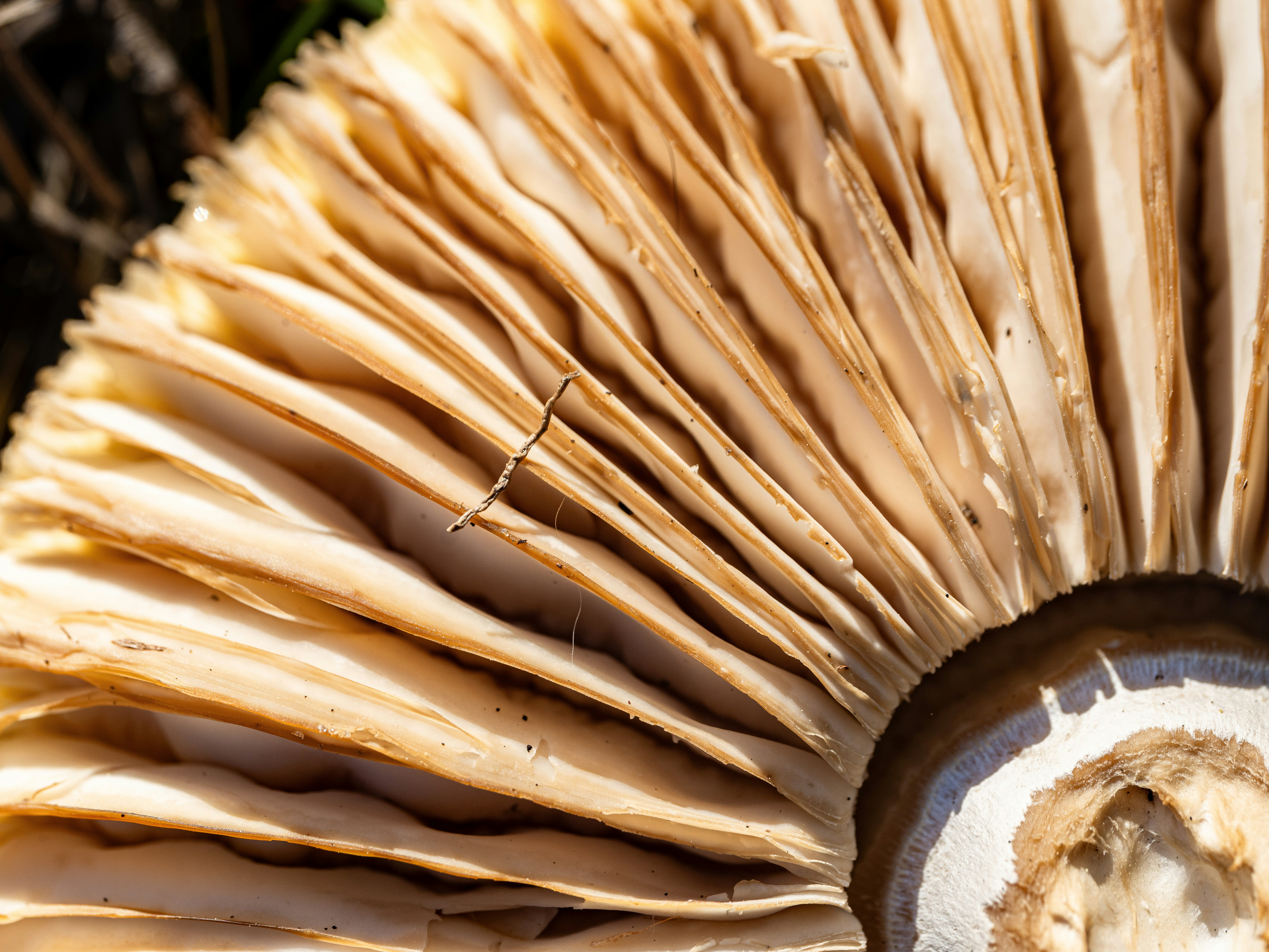 Mushroom Fan in Sunlit Detail