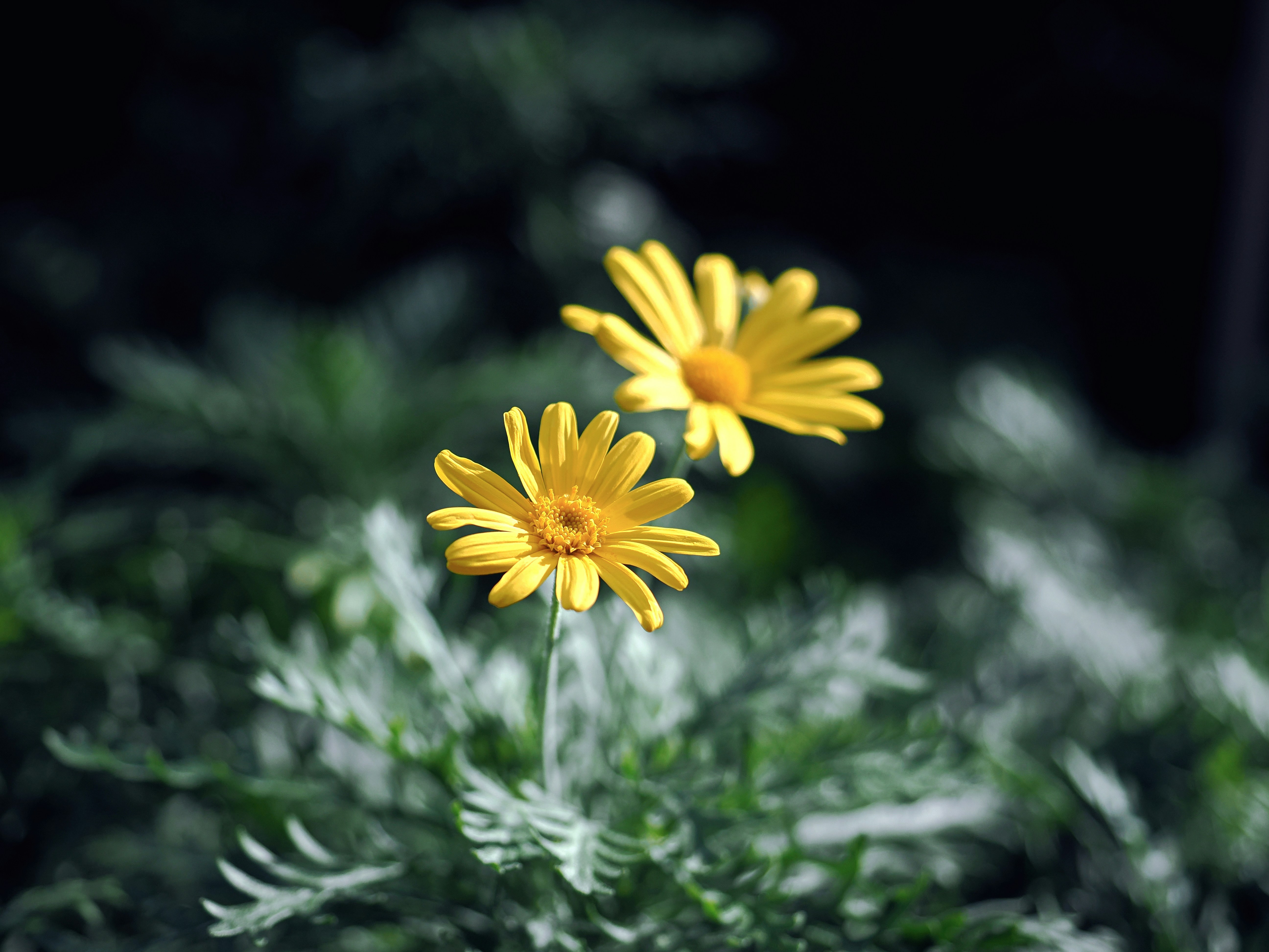Sunlit Yellow Blossoms in a Quiet Garden