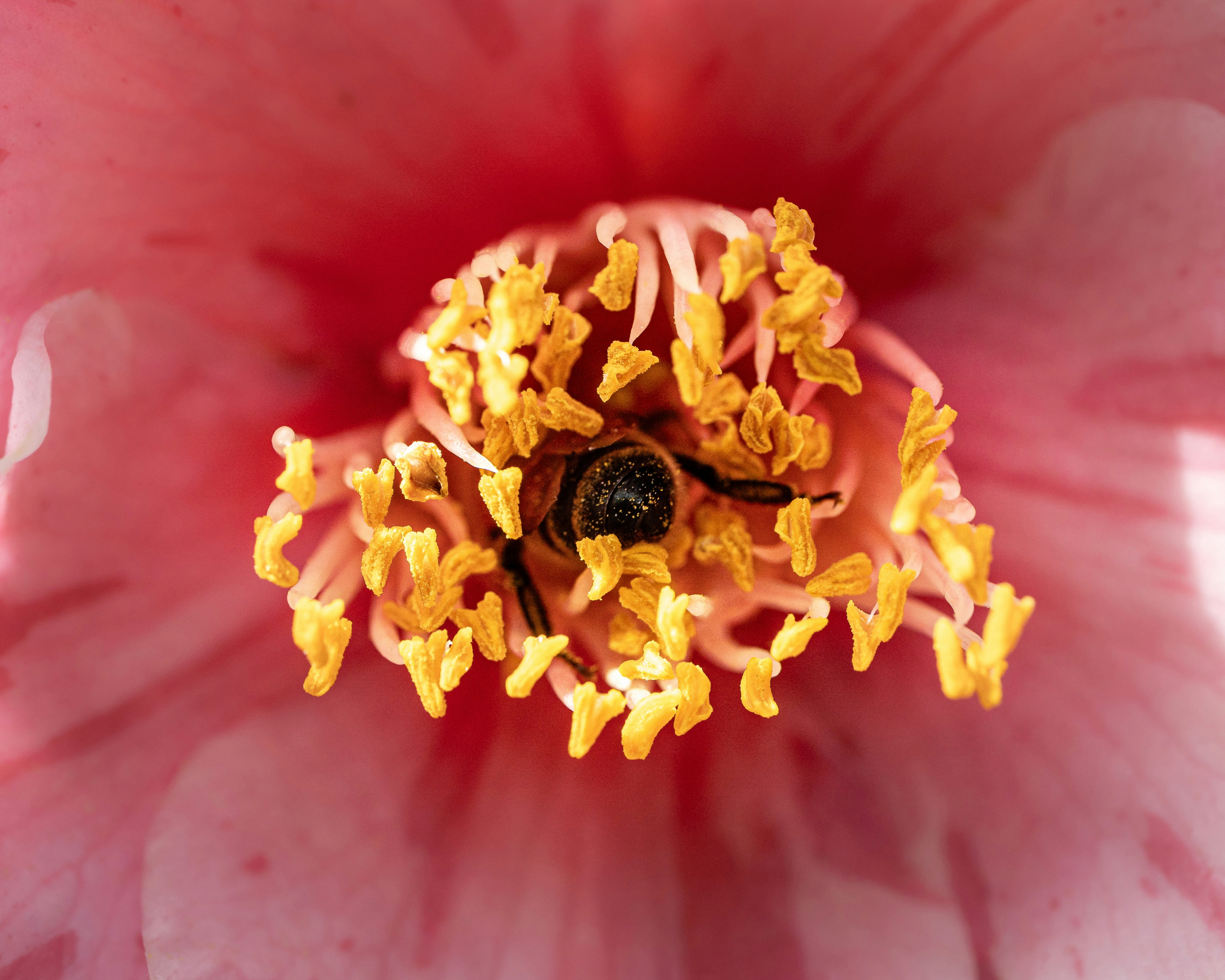 Petal Core: A Macro Dive into a Pink Camellia's Stamen Crown