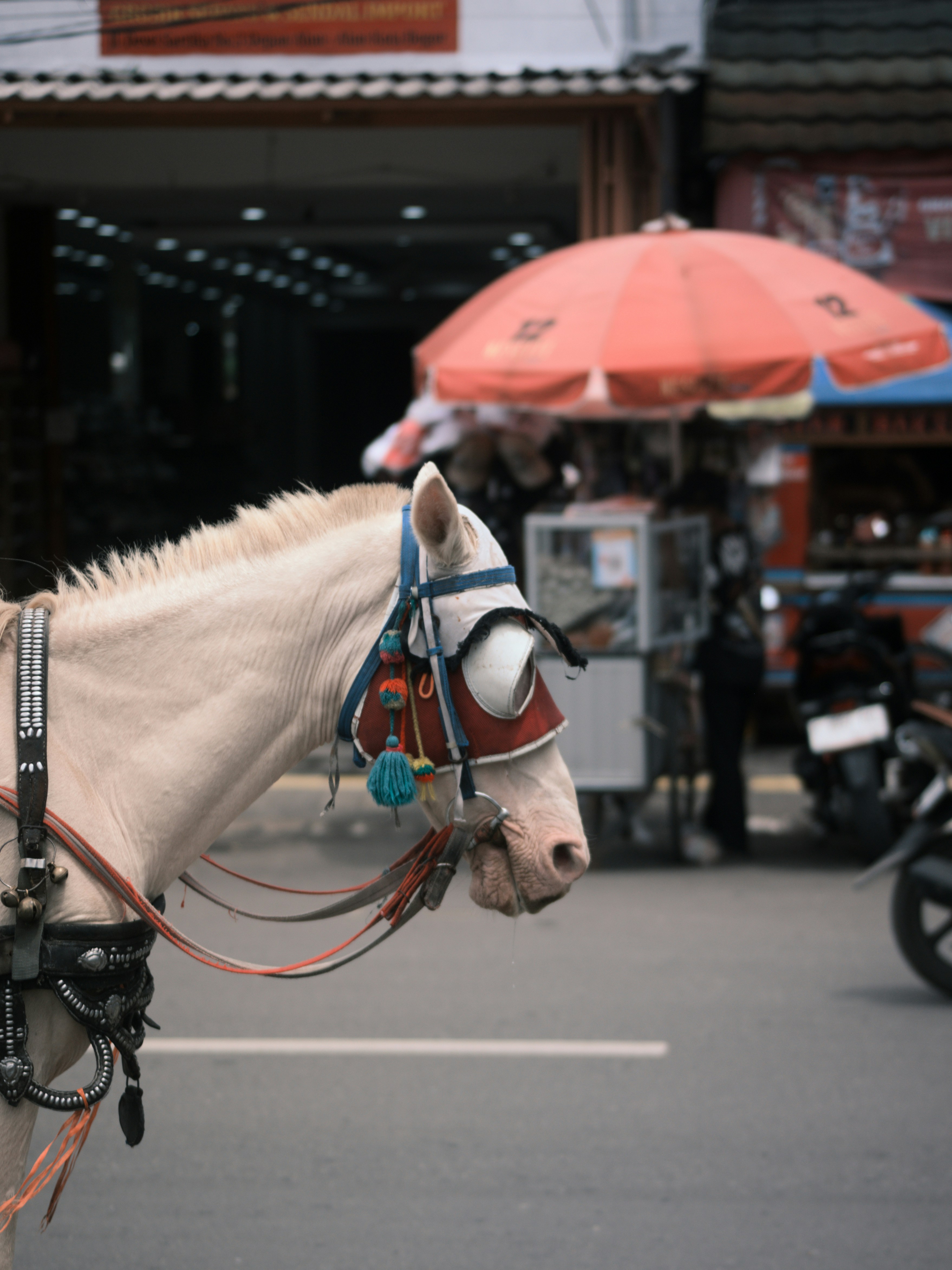 Haltered in the Street: A Horse's Quiet Moment Amid Urban Buzz