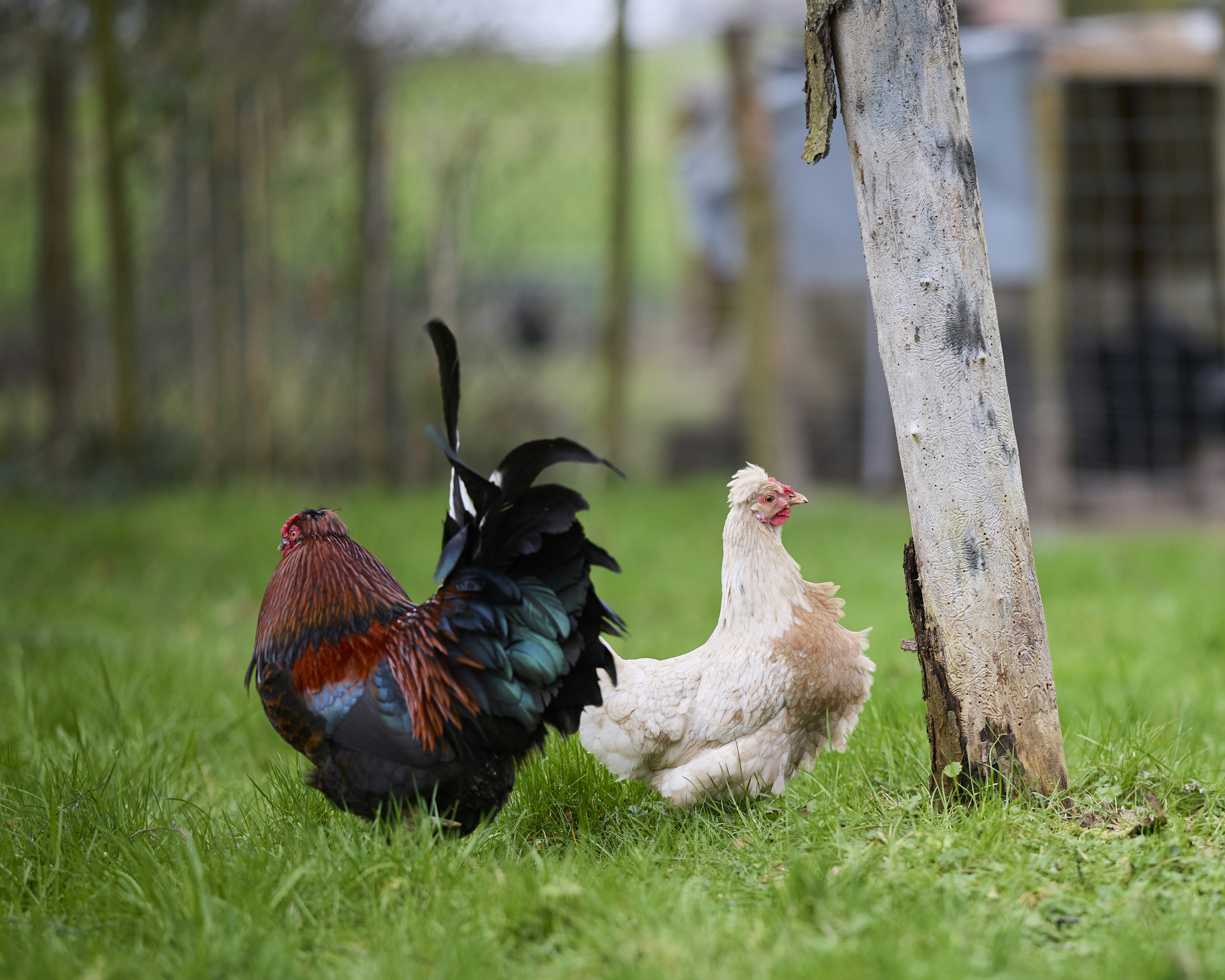 Colorful Roosters in a Sunlit Yard