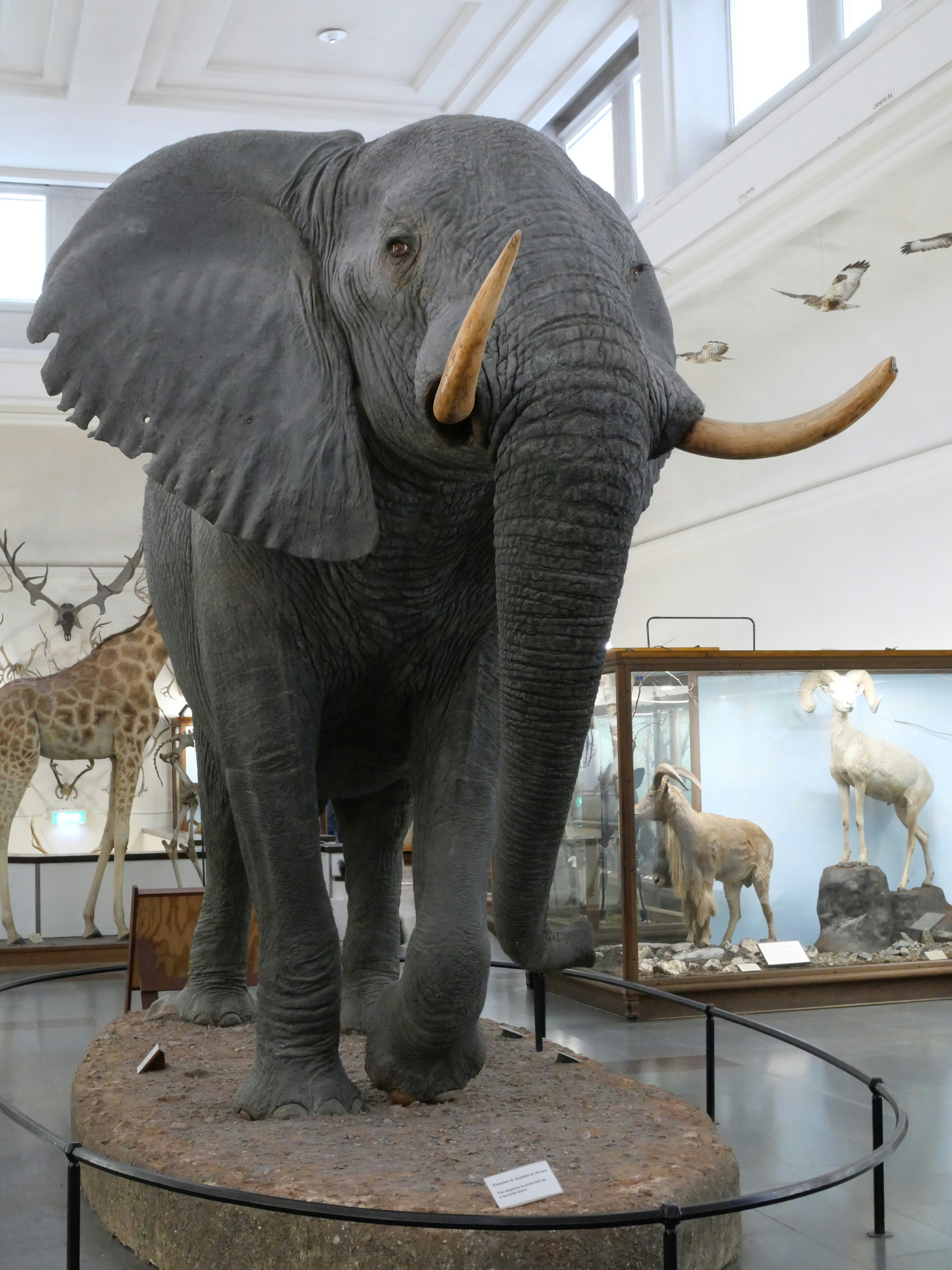 Majestic Pachyderm at Rest Beneath Museum Lighting