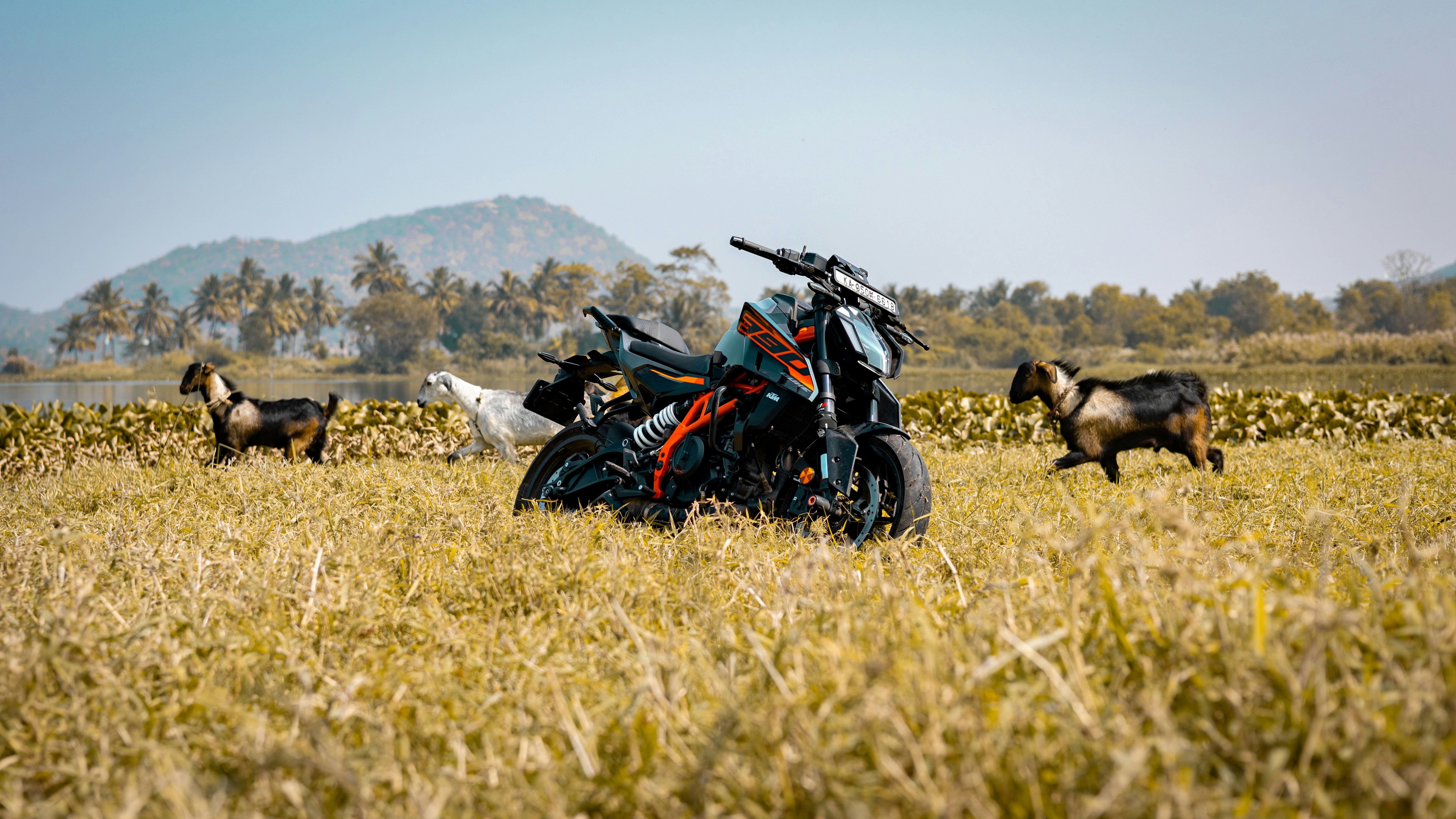 Midfield Rider: A Split-Second Standstill Among Grazing Goats