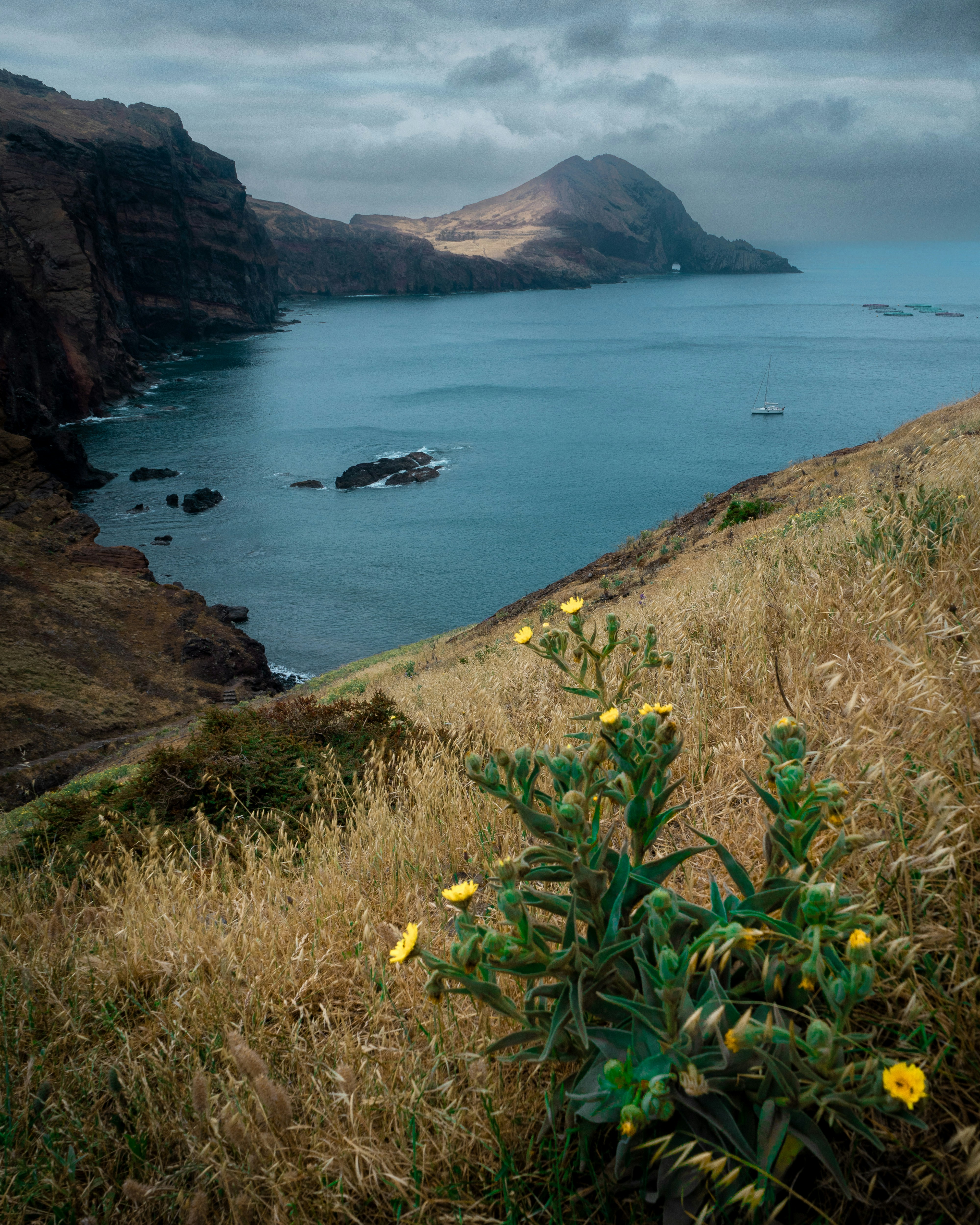 Golden Flora on a Cliffside Overlooking a Quiet Sea