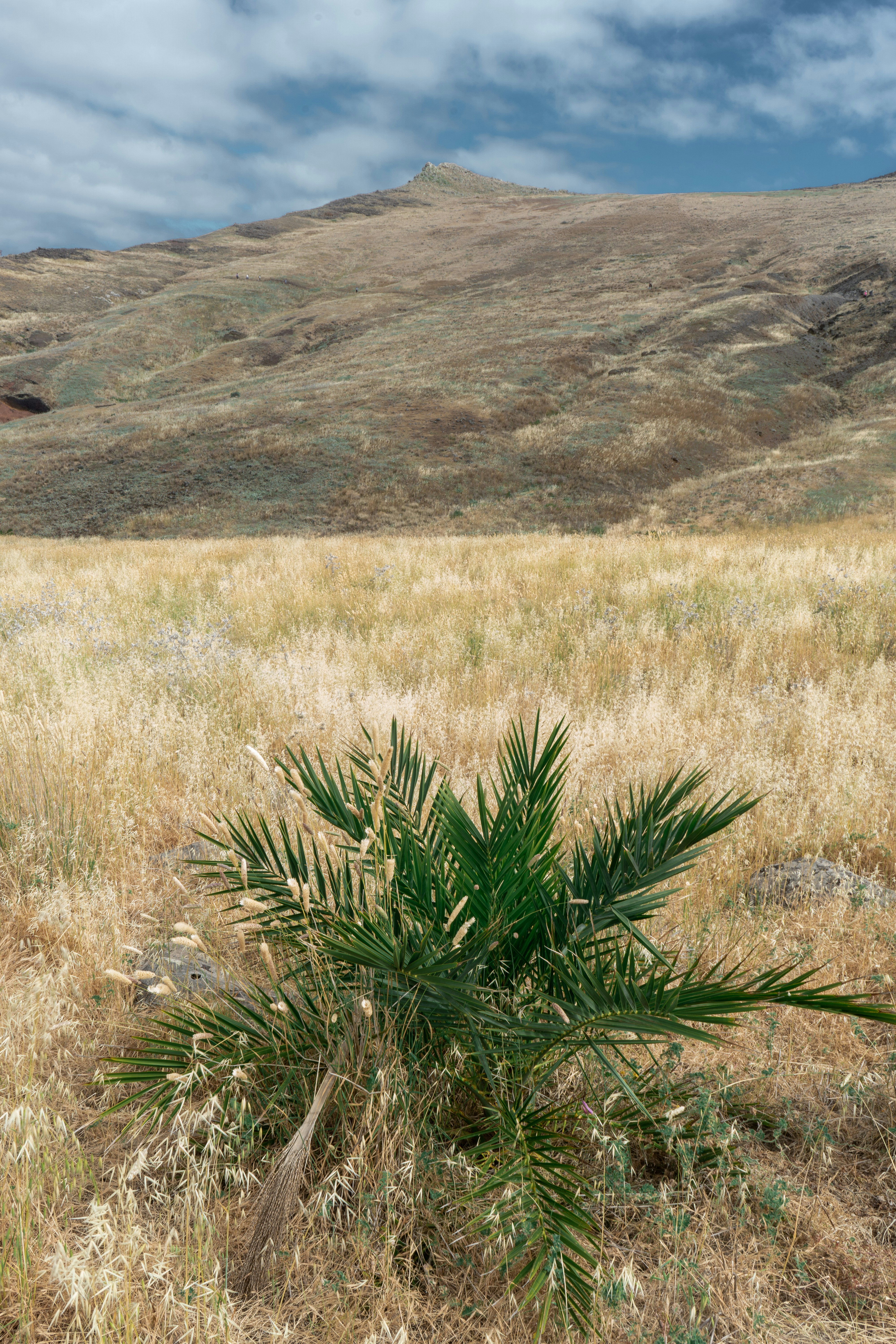 Desert Grassland Under a Blue Ridge Sky