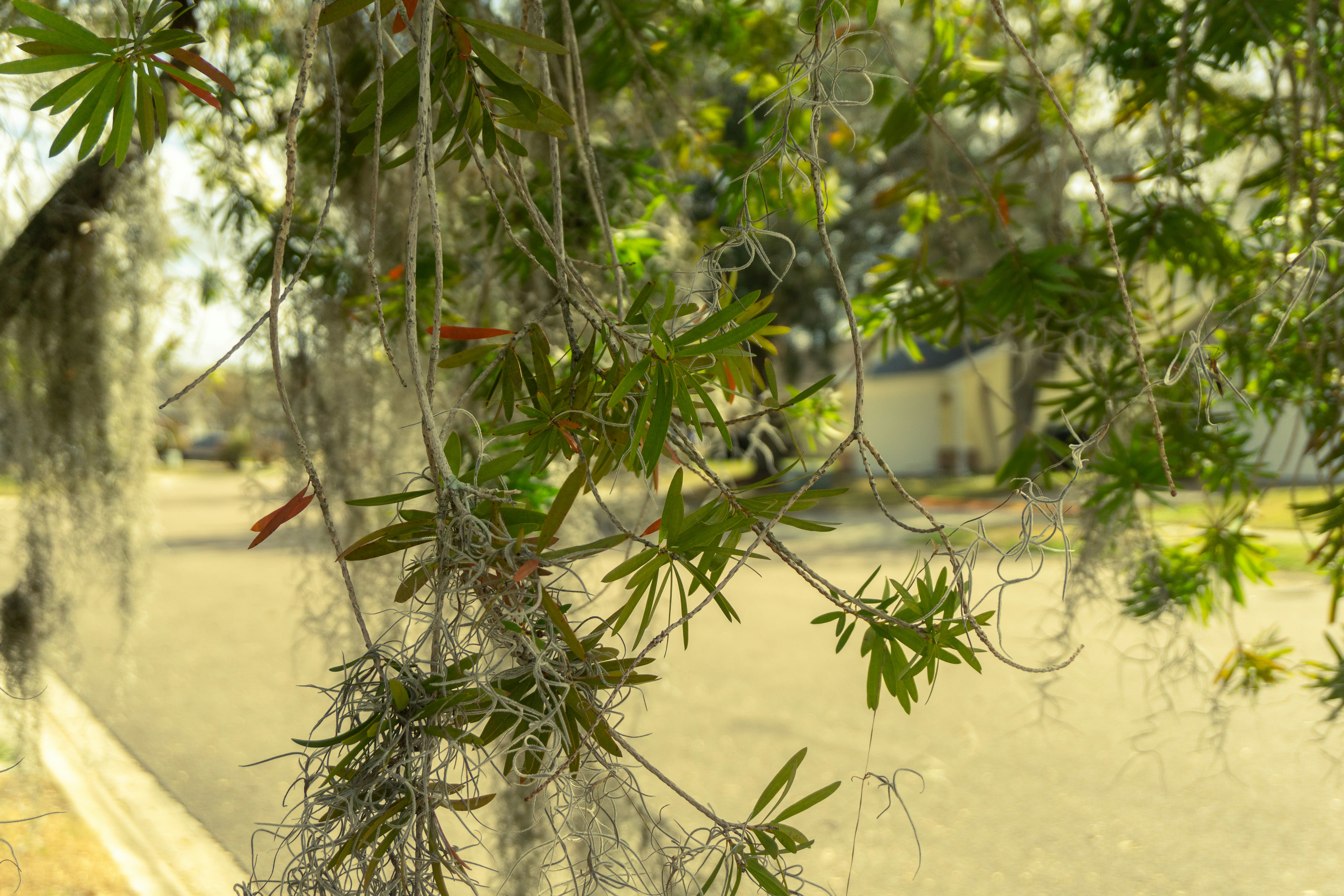 Tangled Greenery Framing a Quiet Campus Street