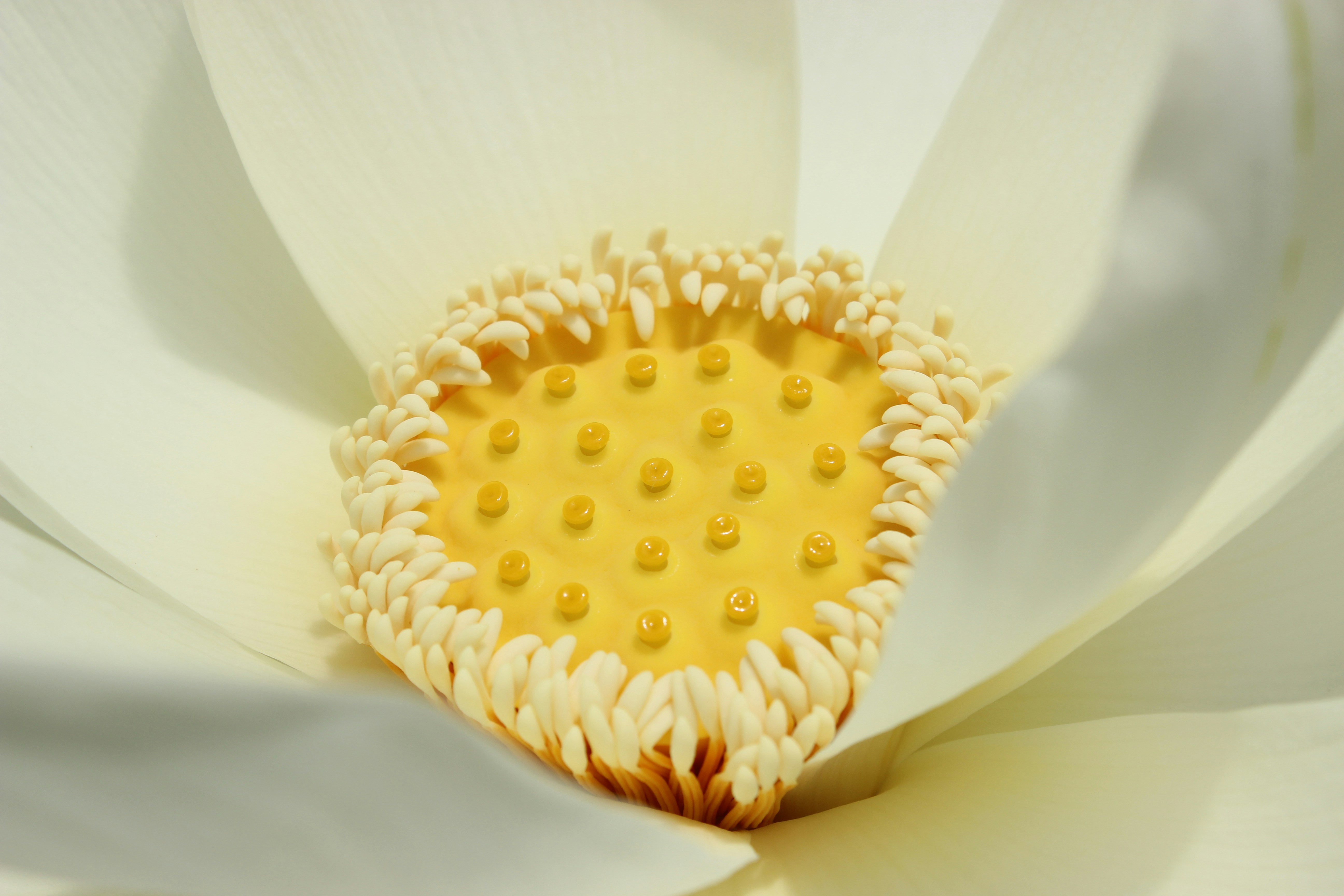 Close-Up of a Creamy Lotus Center: A Gentle Dawn in Petal Detail