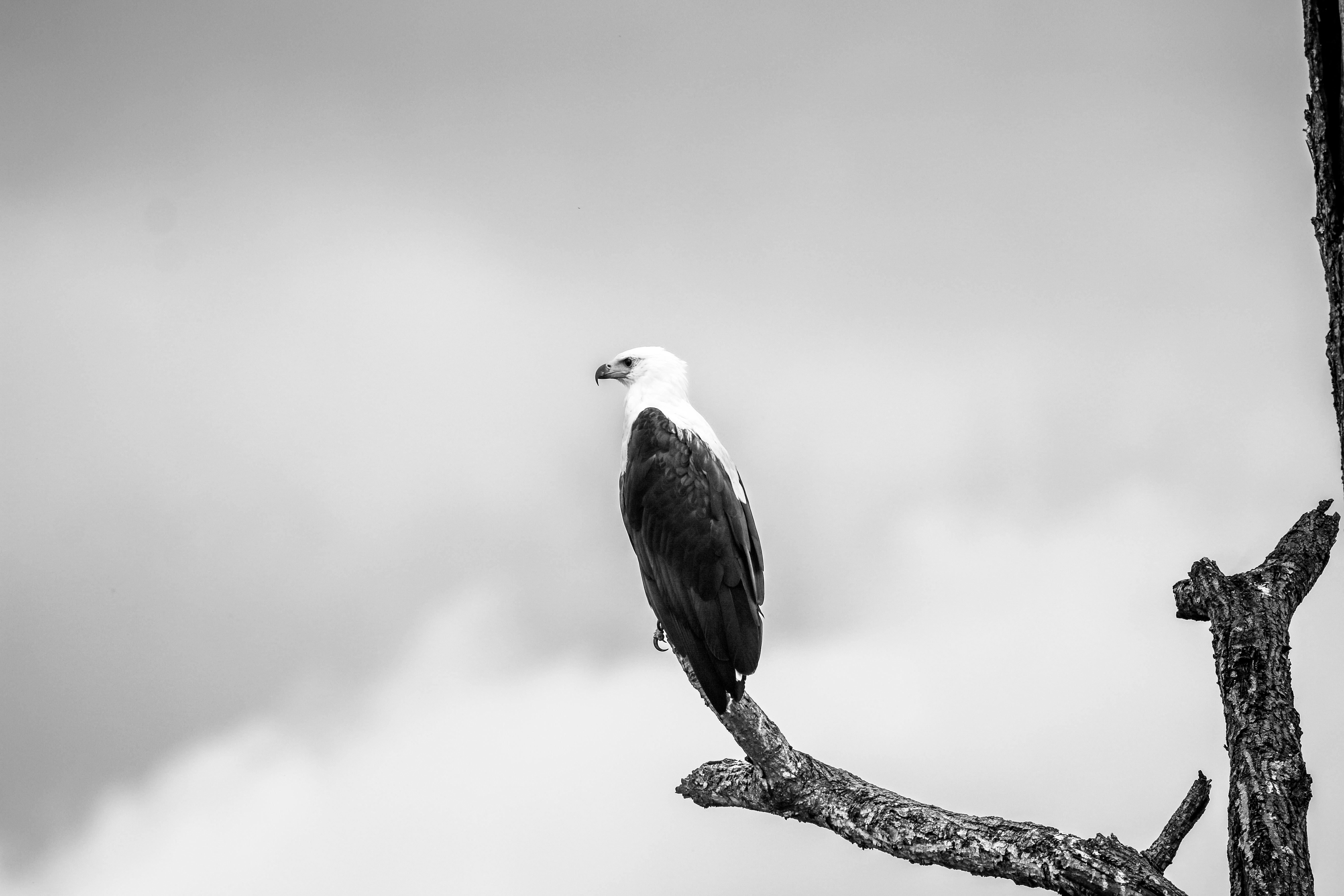 Lone White-Headed Vulture perched on a weathered branch against a cloudy sky