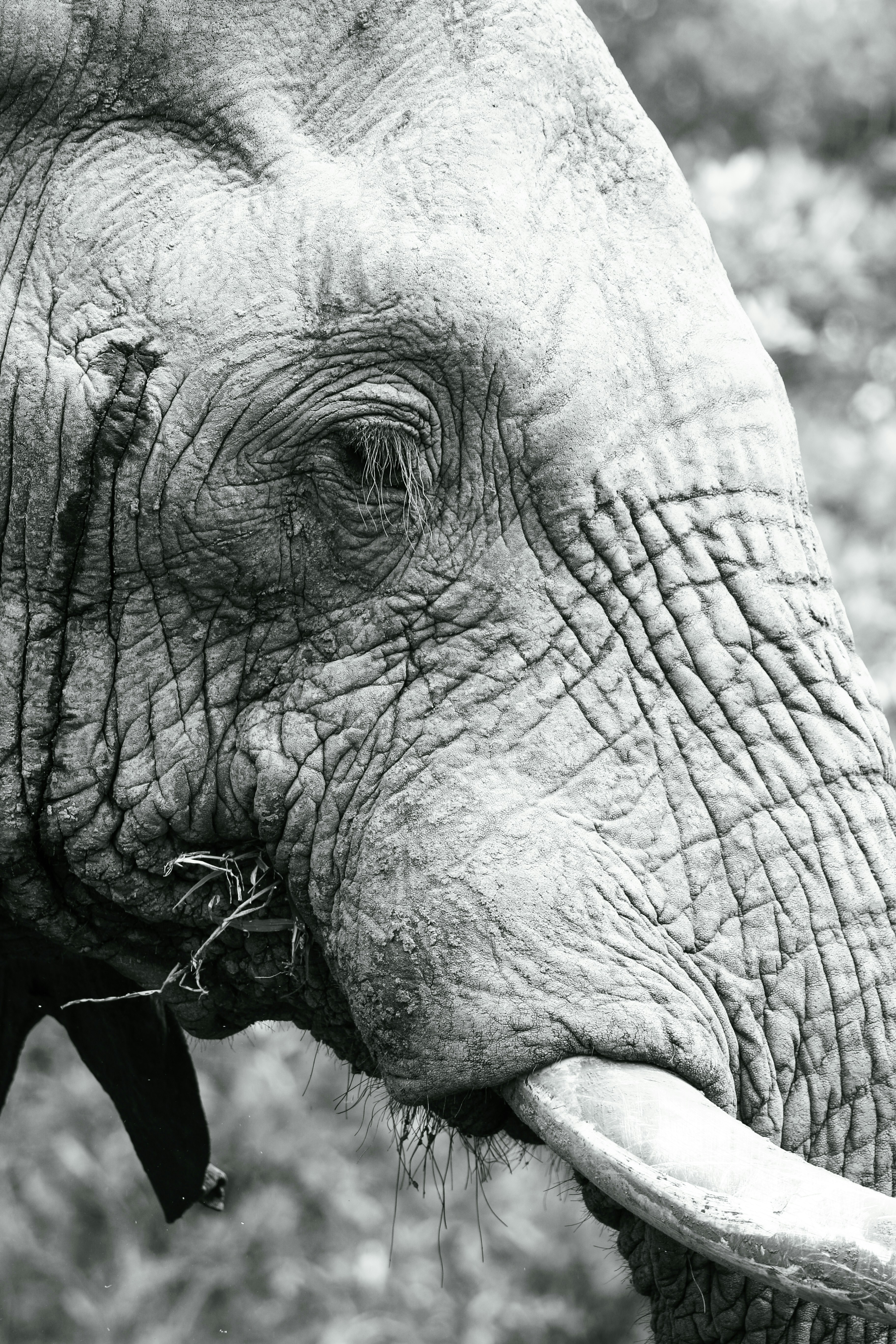 Weathered Trunk of Memory: Elephant in Profile