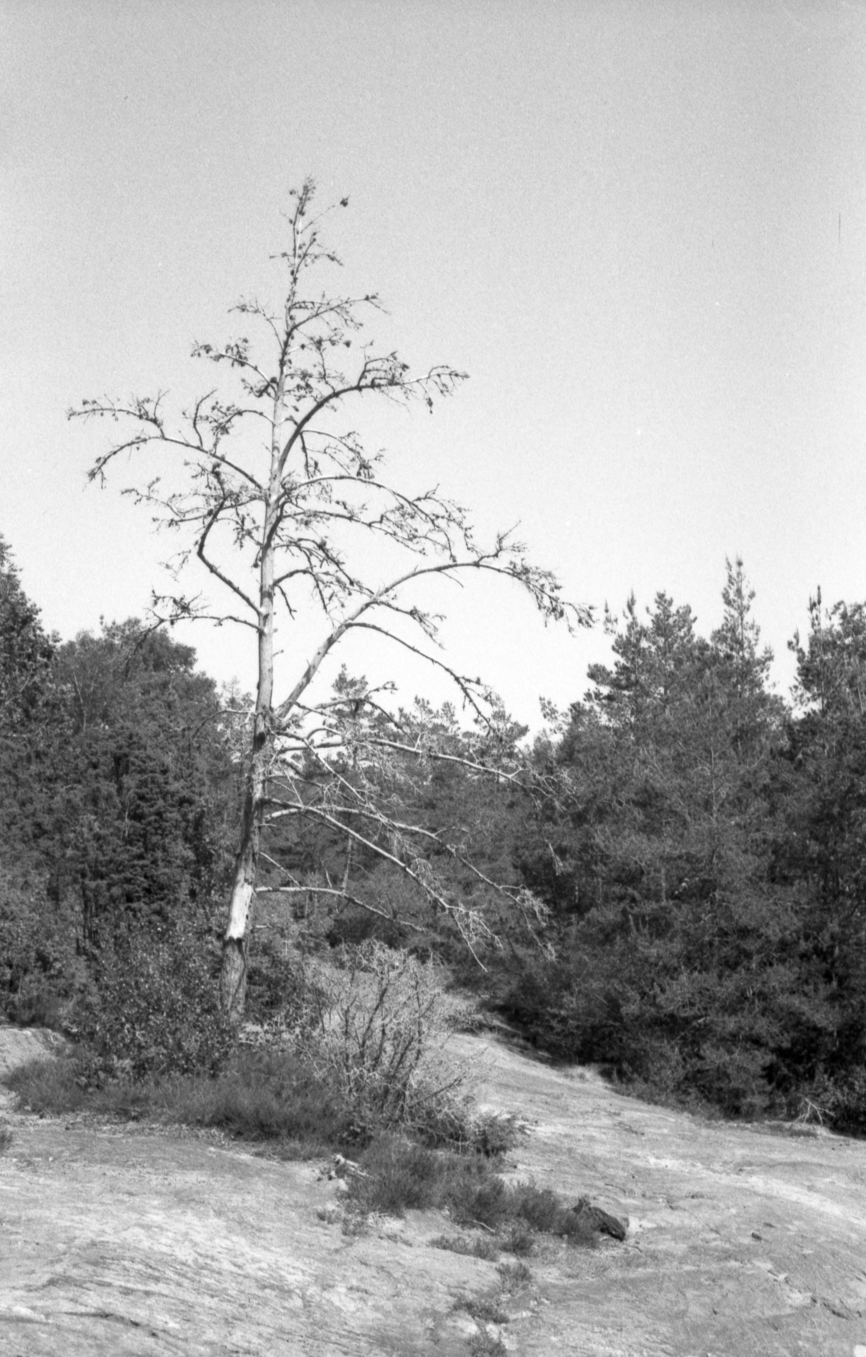 A solitary dead tree stands against a forest backdrop.