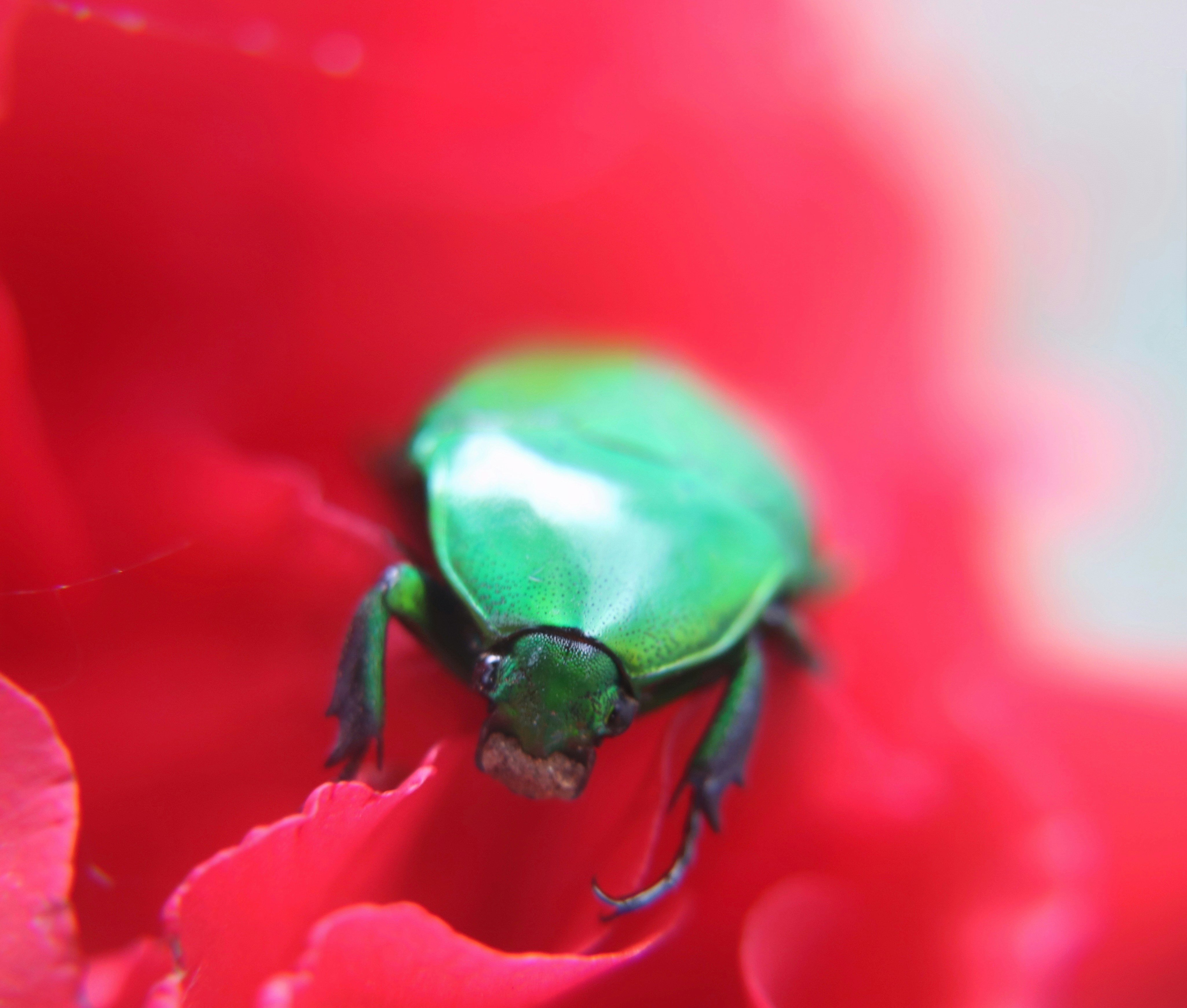 Emerald Beetle on Scarlet Petals: A Macro Moment