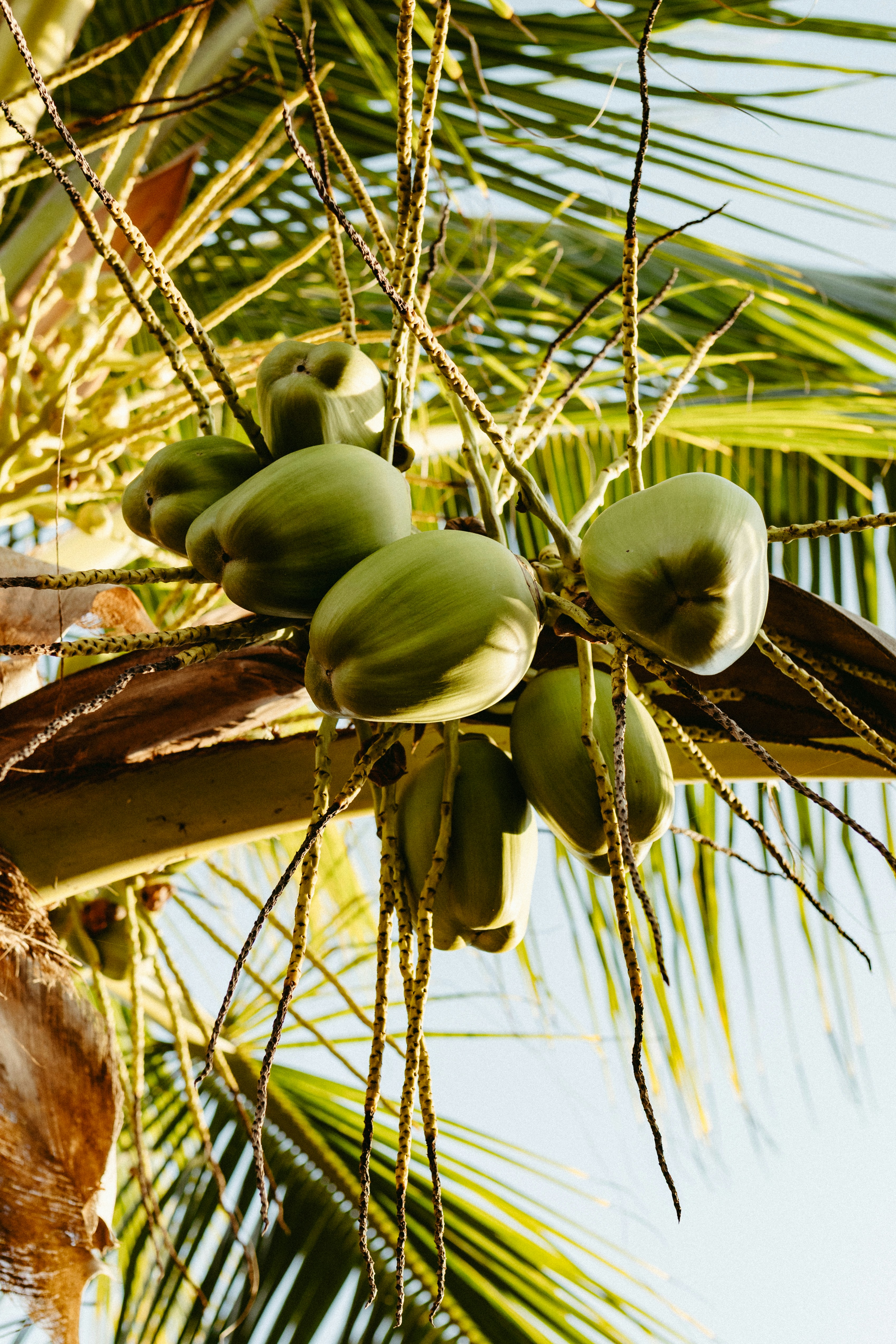 Cluster of green coconuts amid palm fronds under sunlit canopy