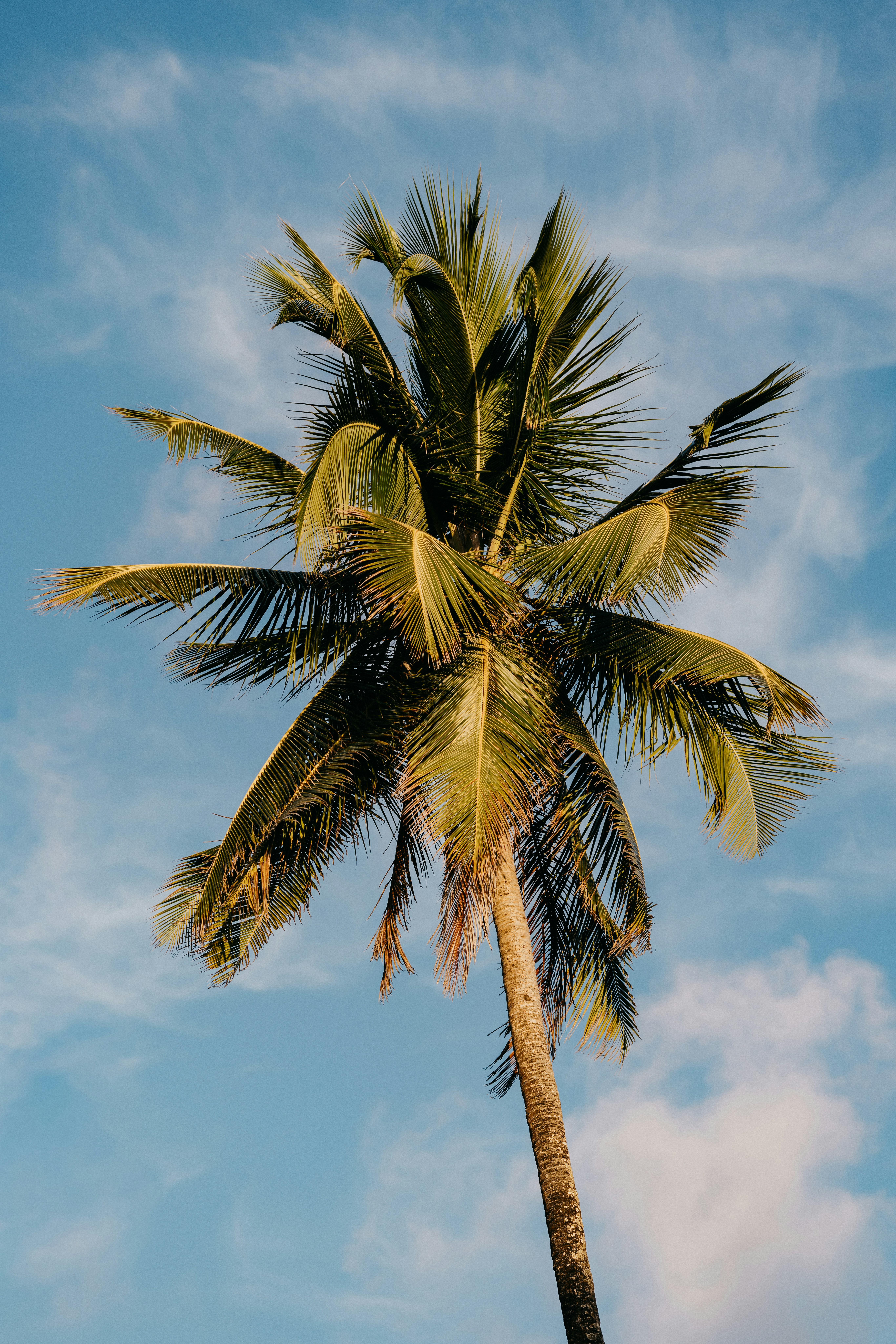 Crowning Palm Against a Clear Day