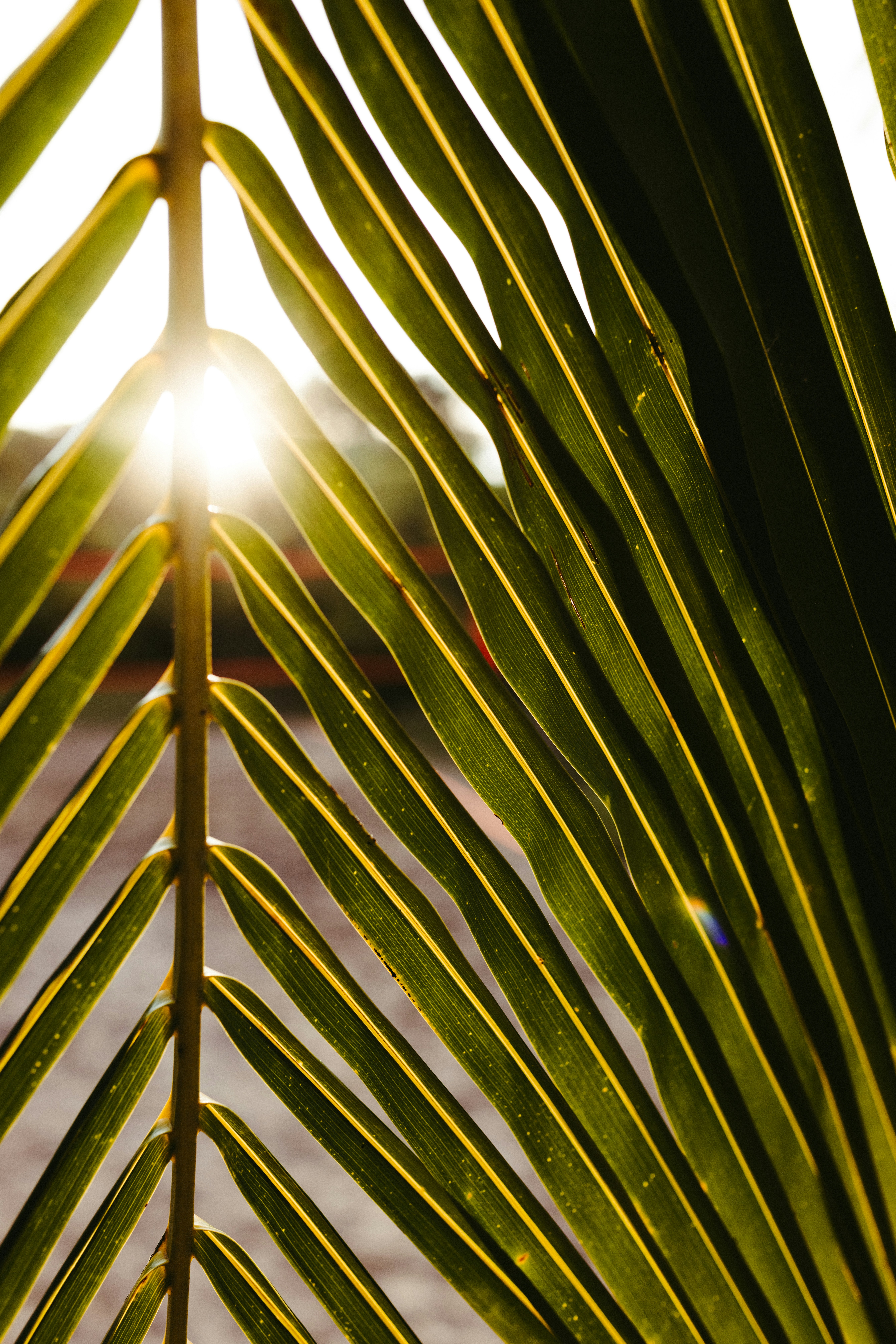 Sunlit Fronds: Geometry of Light Through Palm Leaves