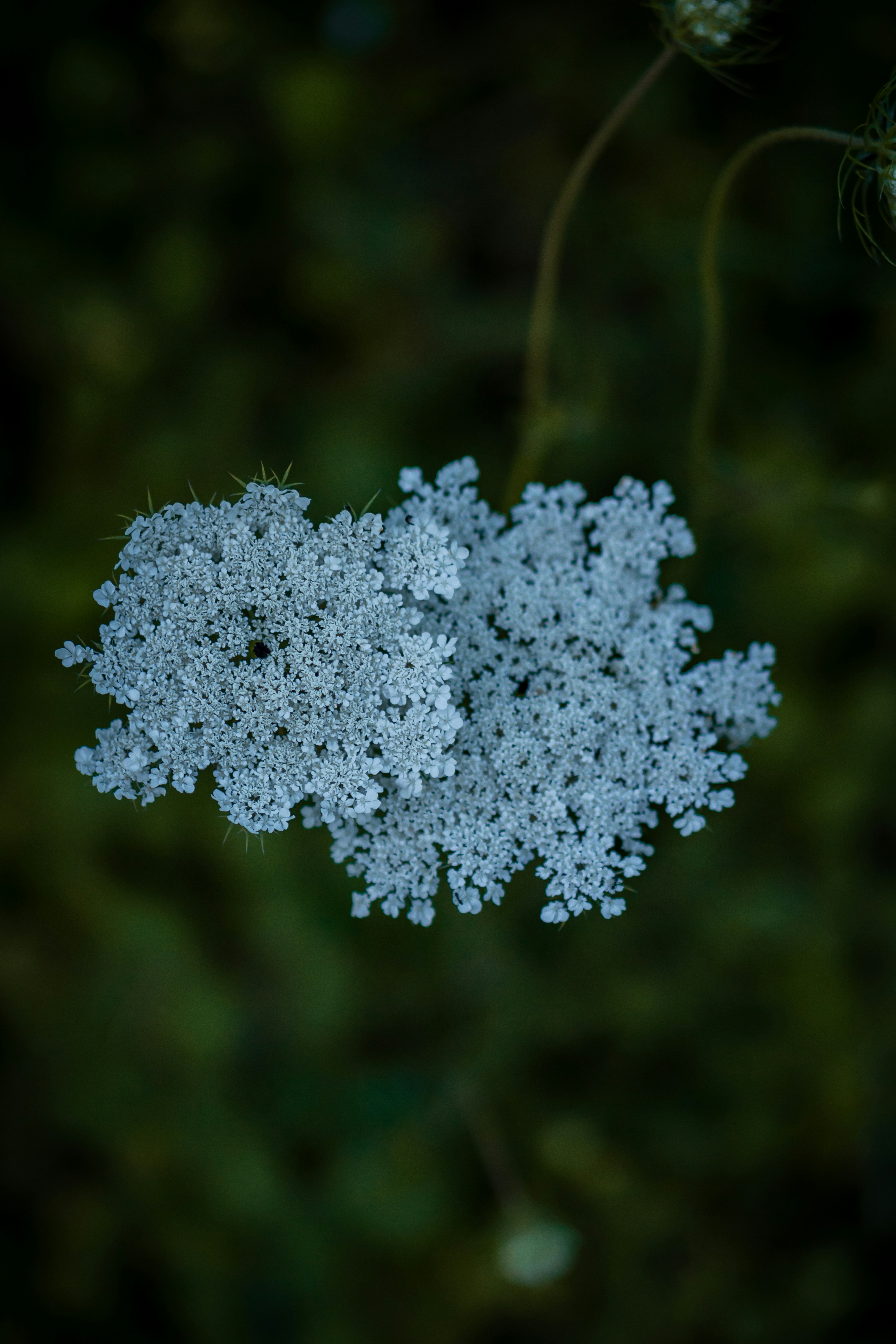 Blue-tinged Queen Anne’s Lace: A Delicate Bloom in Quiet Focus