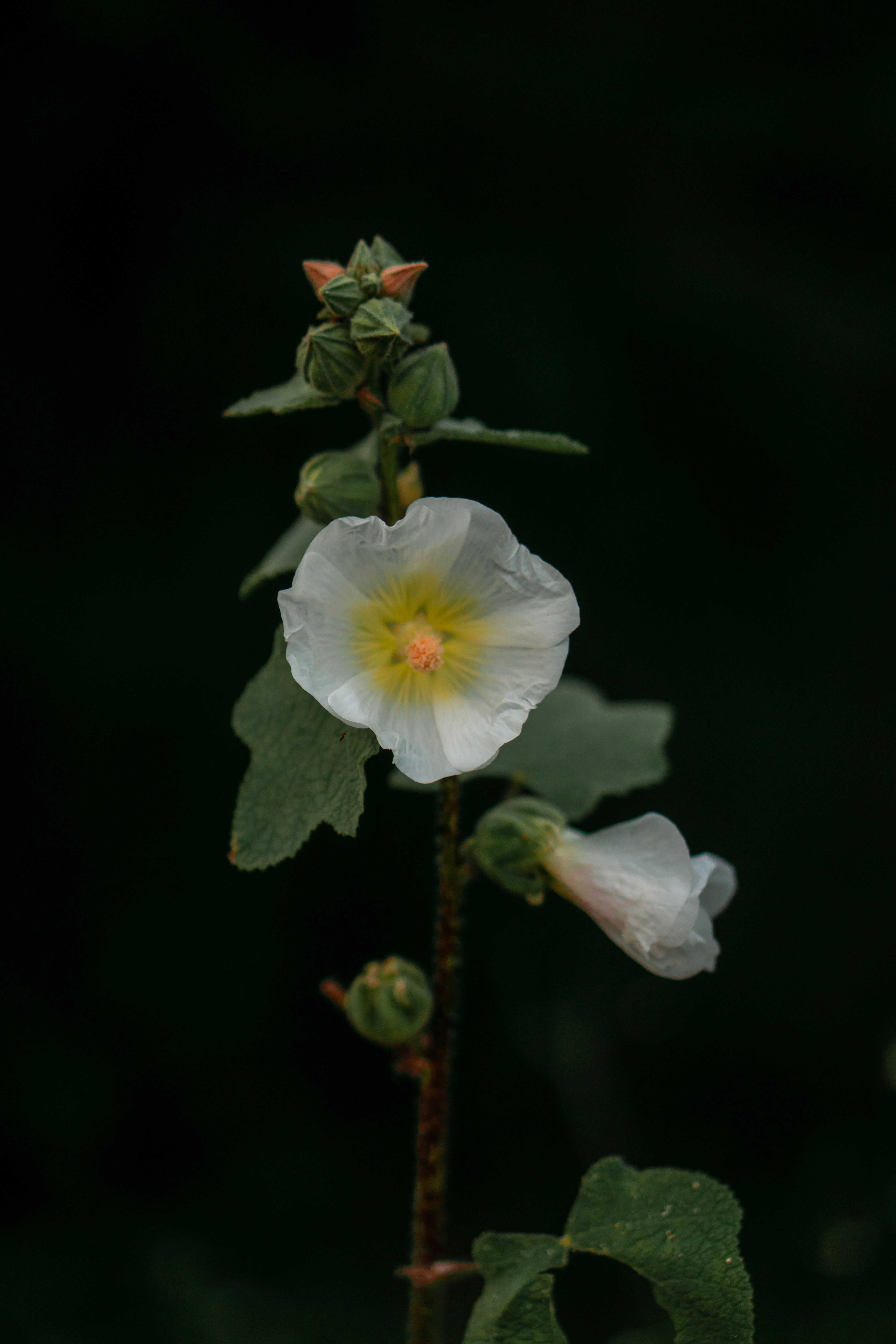 White blossom on a slender stem against a velvet-dark backdrop