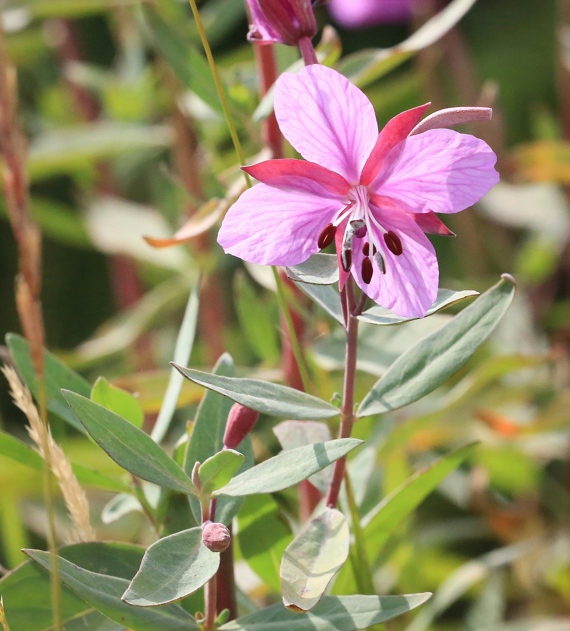 Pink Blooms Vista: A Delicate Orchid-rose in Quiet Garden Greens
