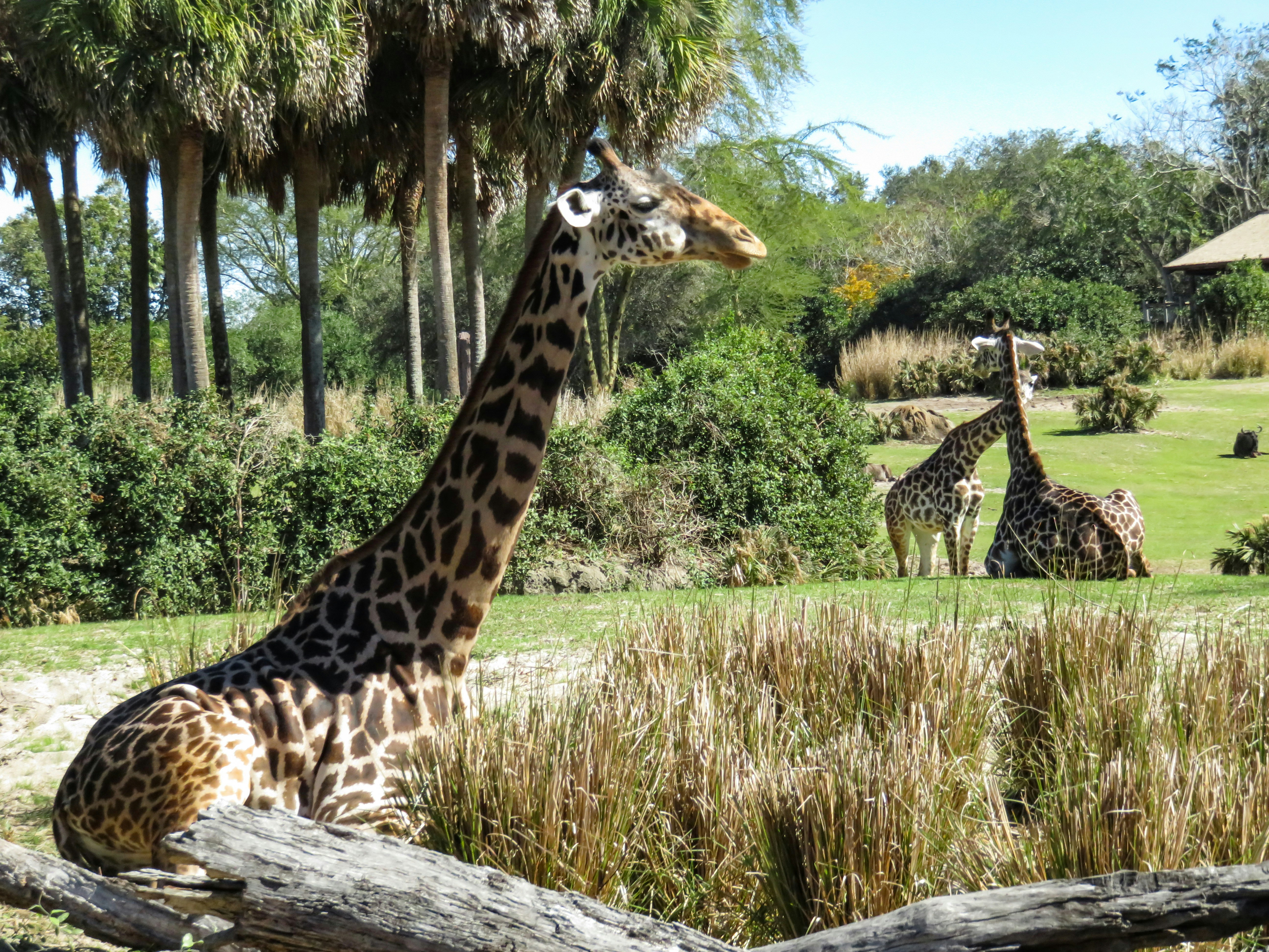 Two giraffes resting in a grassy savanna.